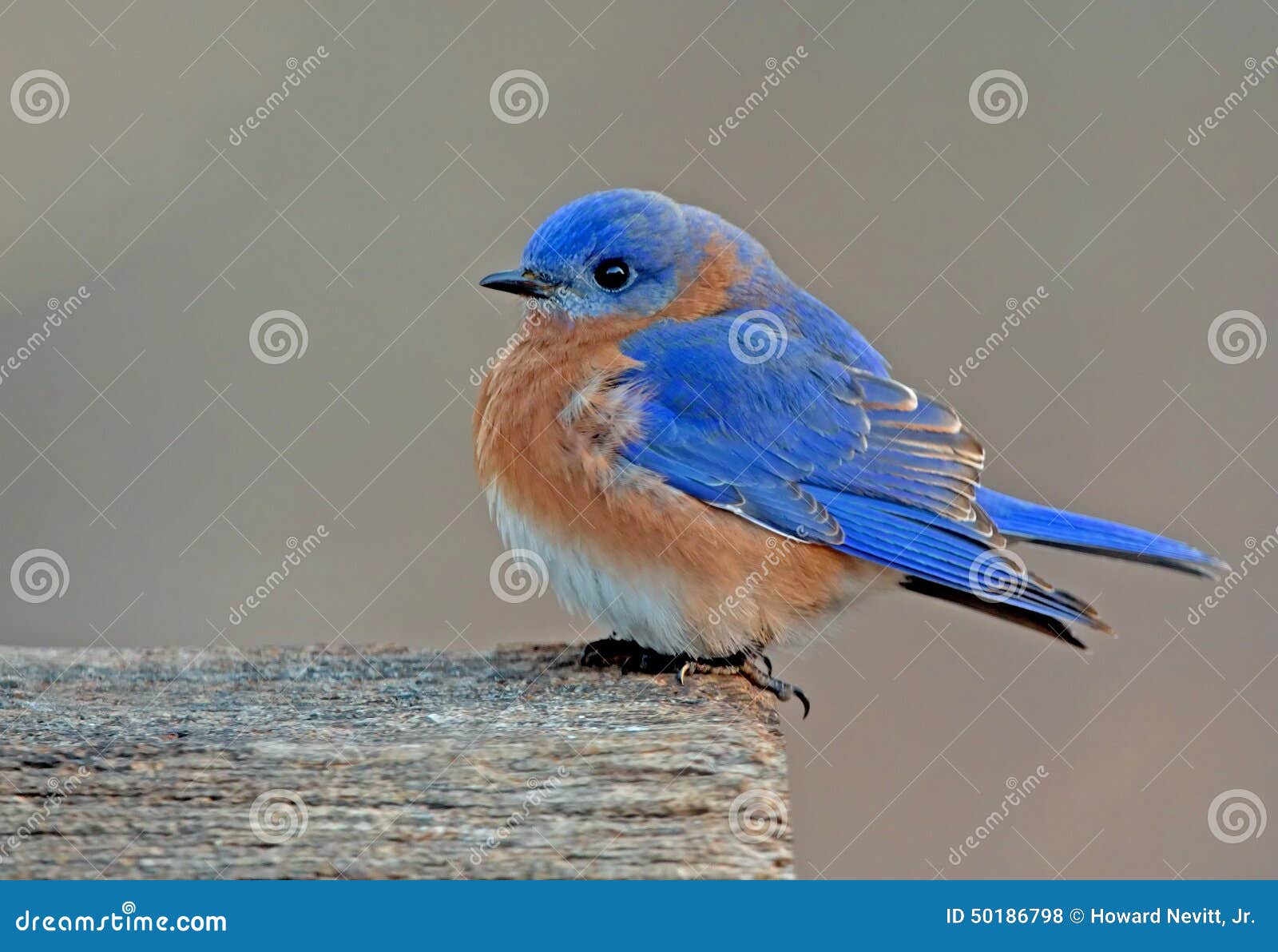 Male bluebird stock photo. Image of design, forest, wing - 50186798