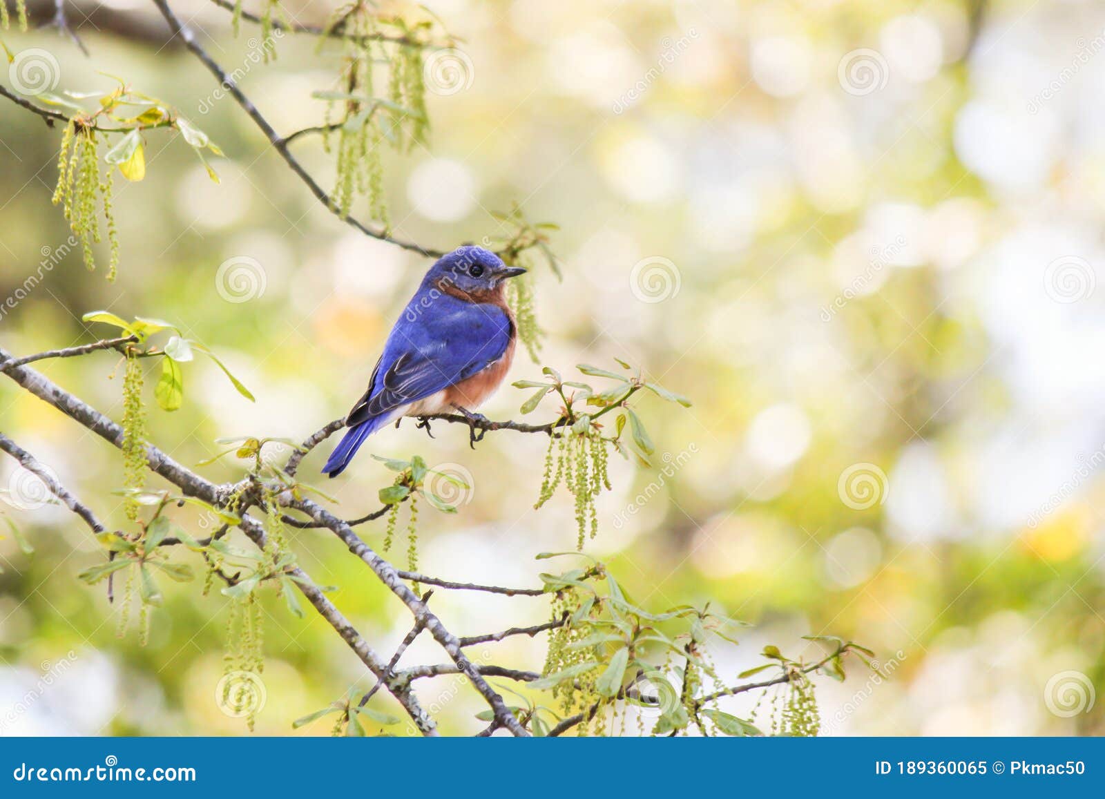 American Eastern Male Bluebird Perched on Branch of Oak Tree Stock ...