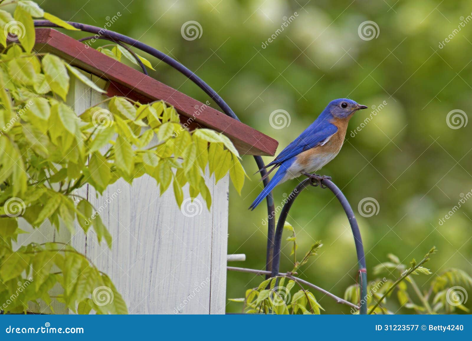 Male Bluebird Sits on a Perch Watching. Stock Image - Image of songbird ...