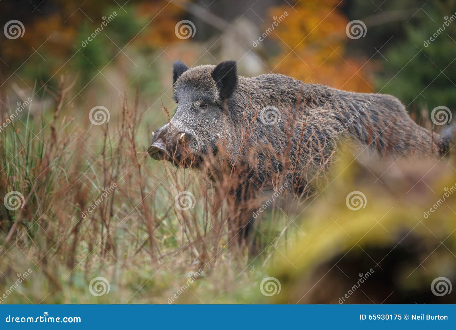 Male boar stock image. Image of orchard, forest, charge - 65930175