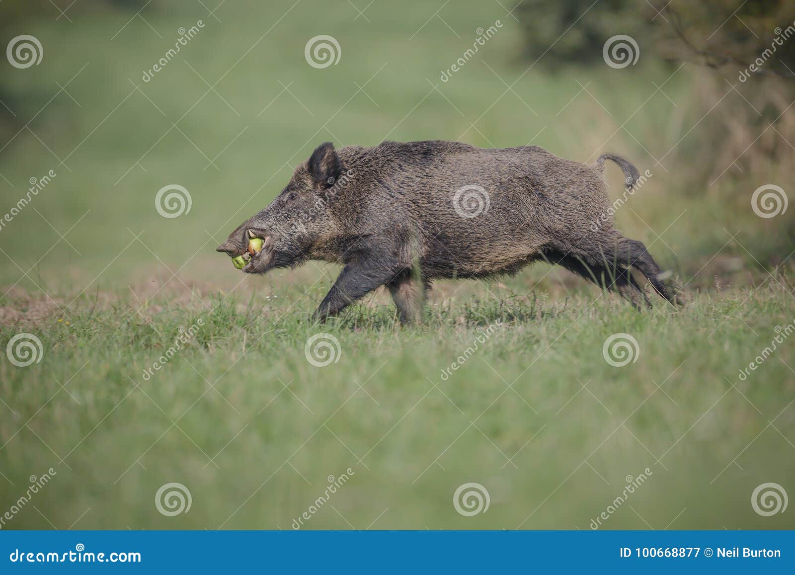 Male Boar with Apples, Running Stock Image - Image of grass, green ...