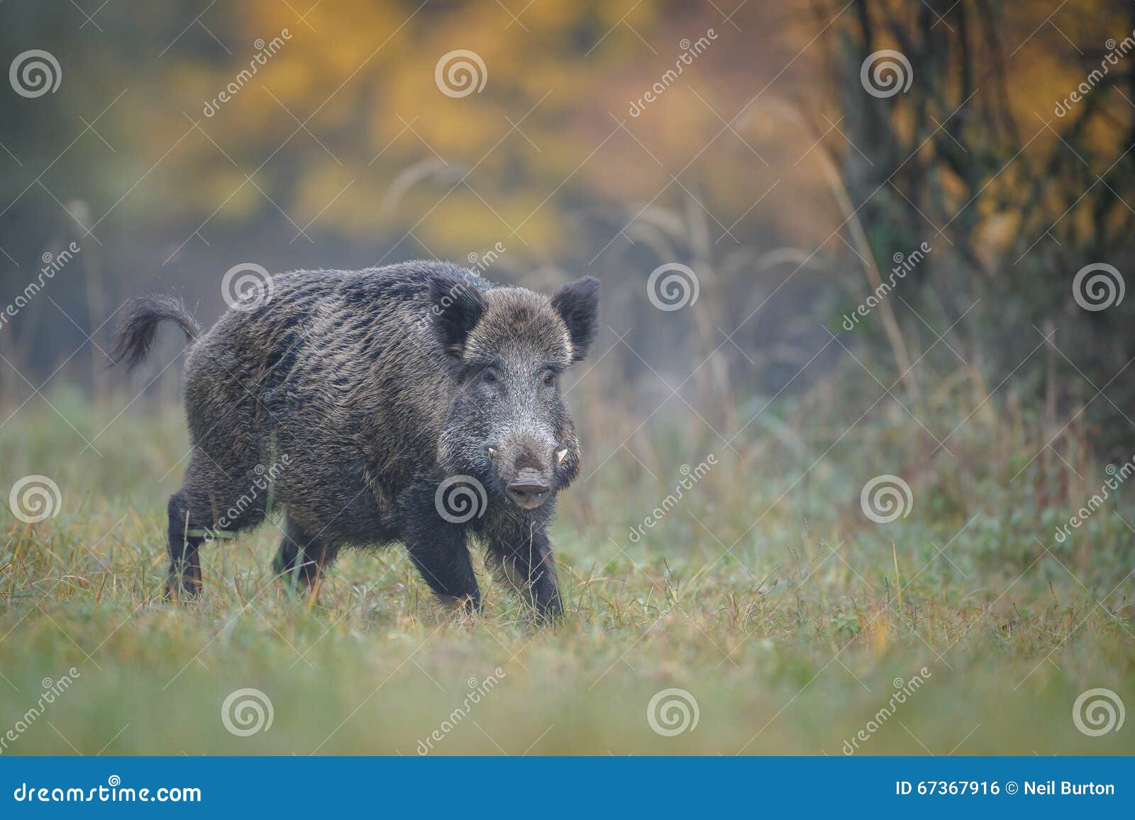 Male boar in autumn stock photo. Image of formidable - 67367916