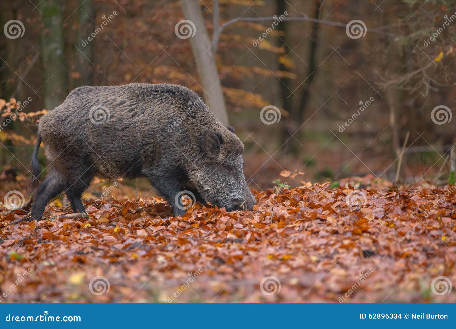 Male boar in beech wood stock photo. Image of autumn - 62896334