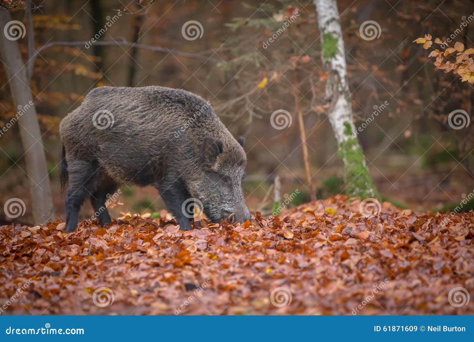 Male boar in fall stock image. Image of protected, grass - 61871609