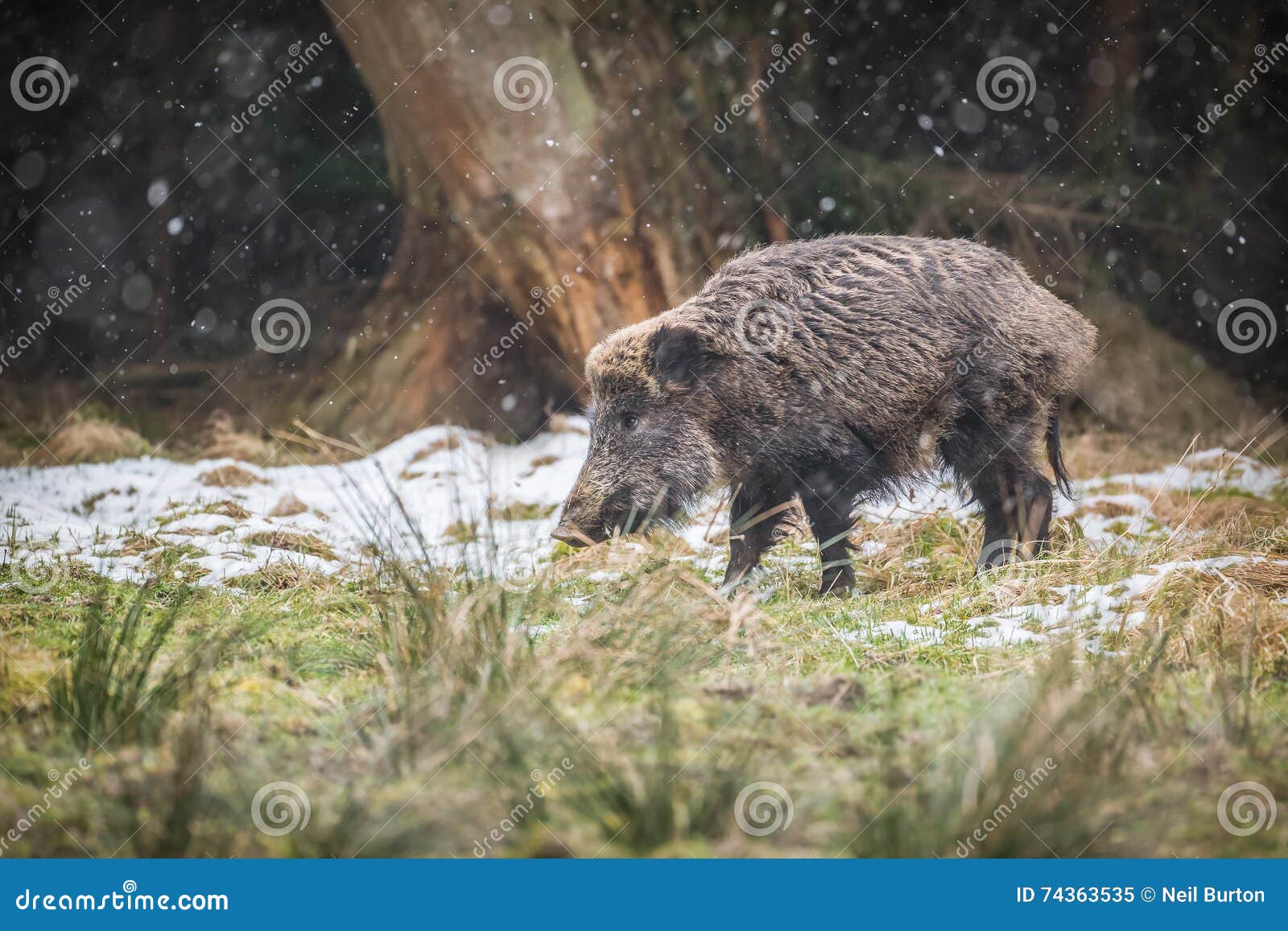 Male boar in falling snow stock image. Image of head - 74363535