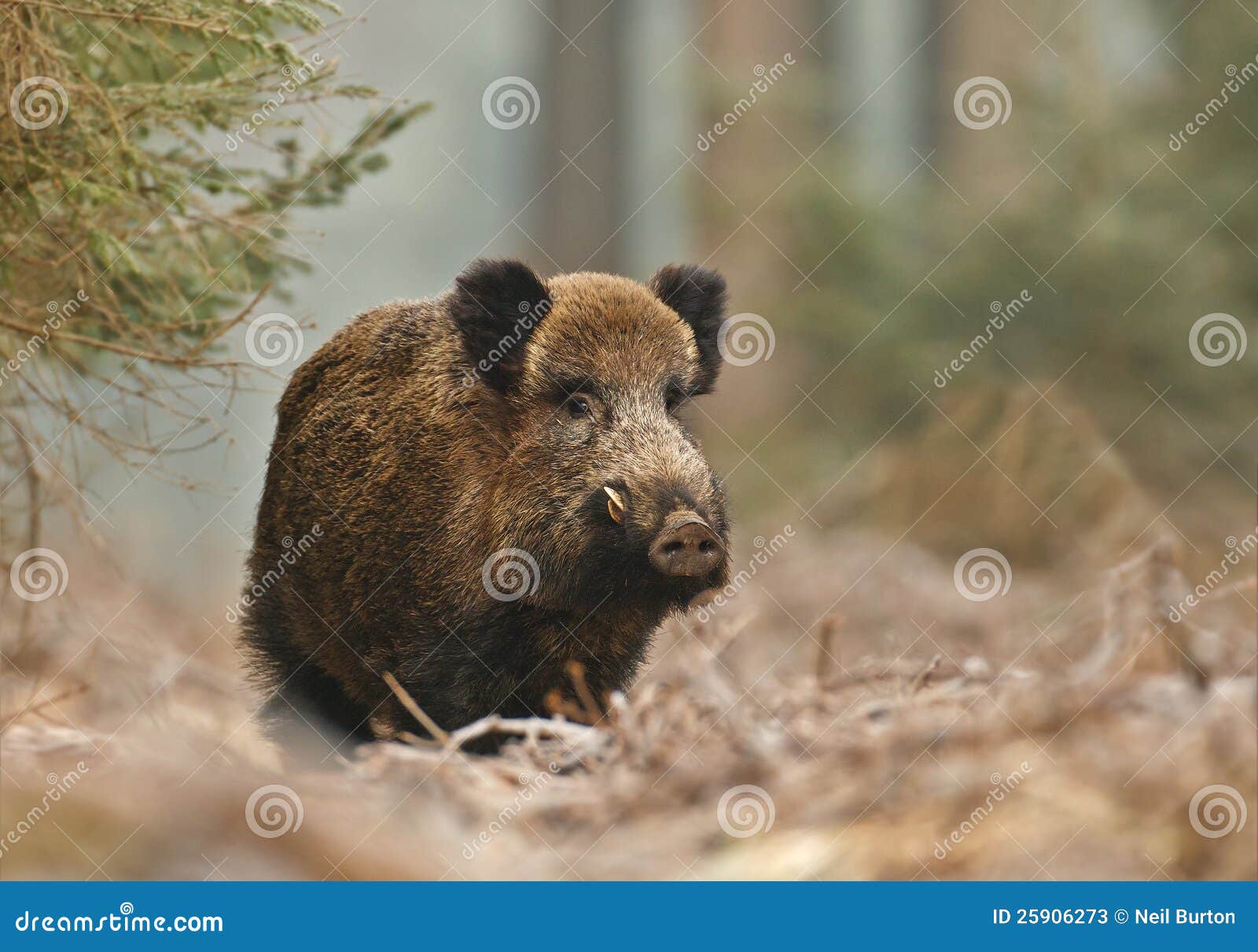 Male boar in the forest stock image. Image of scrofa - 25906273
