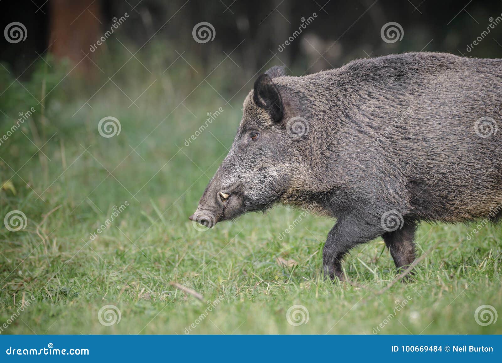 Male boar in German forest stock photo. Image of boar - 100669484