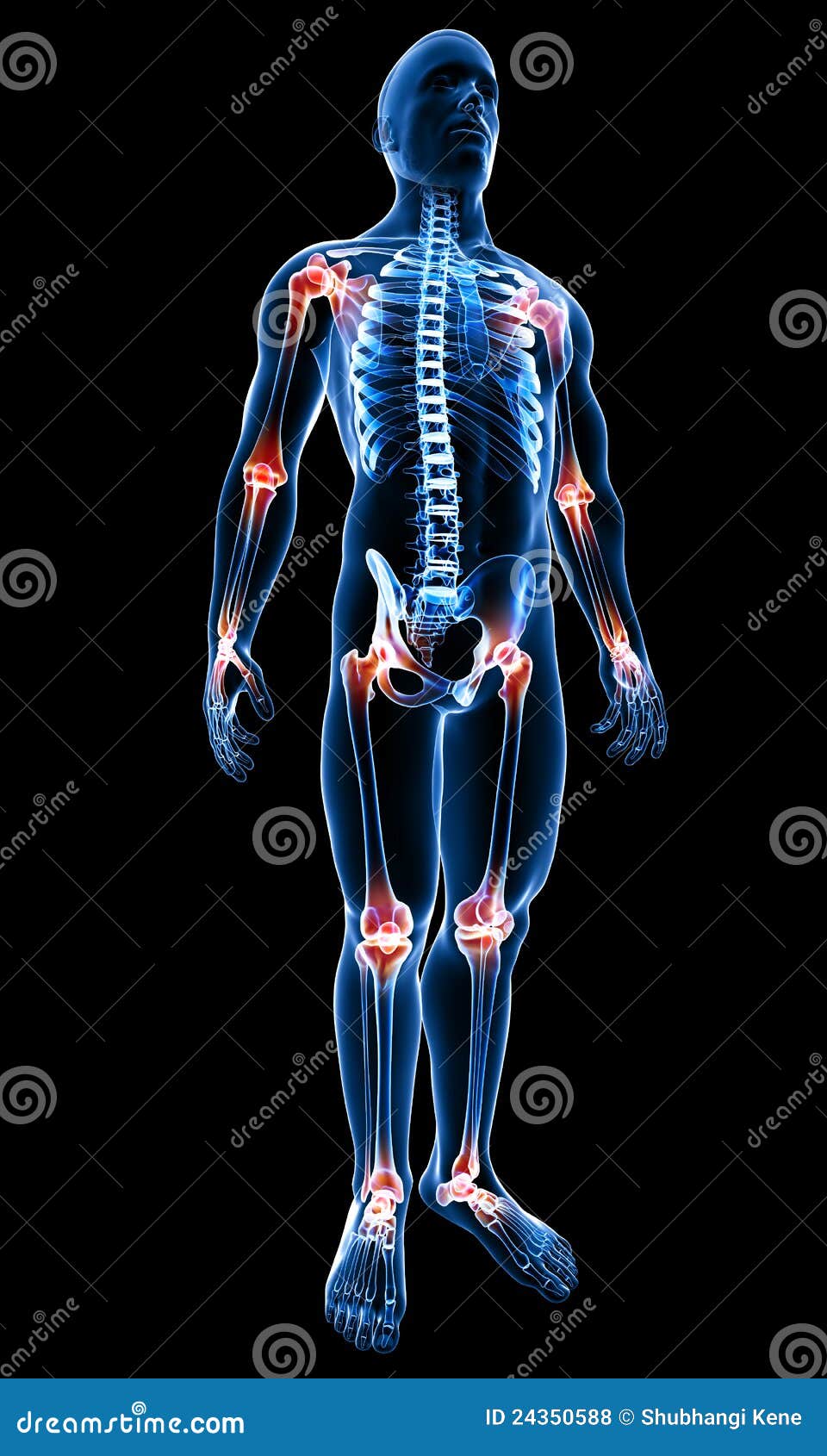 Male Body with Highlighted Joints Stock Illustration - Illustration of ...