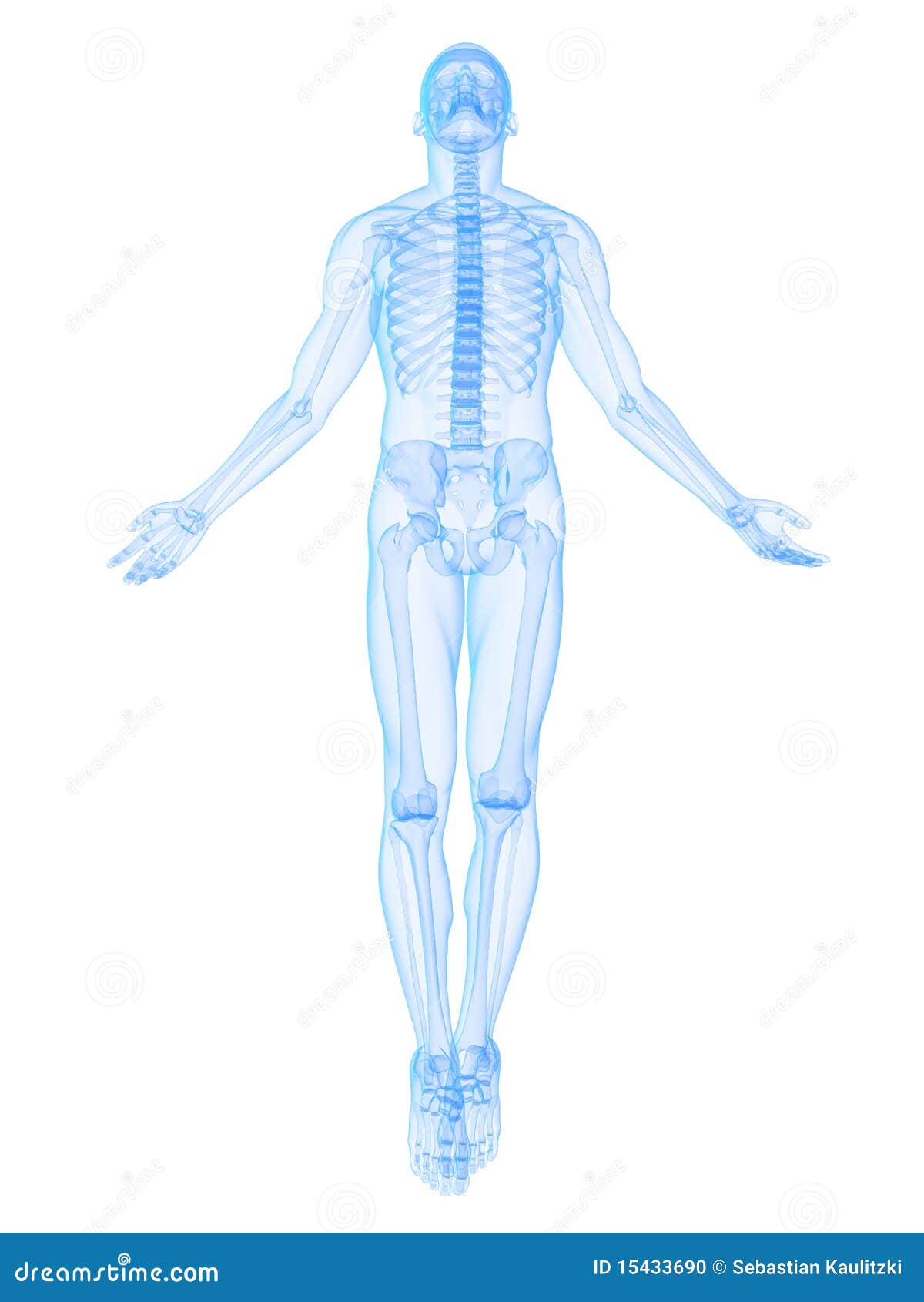 Male body rise stock illustration. Illustration of skeleton - 15433690