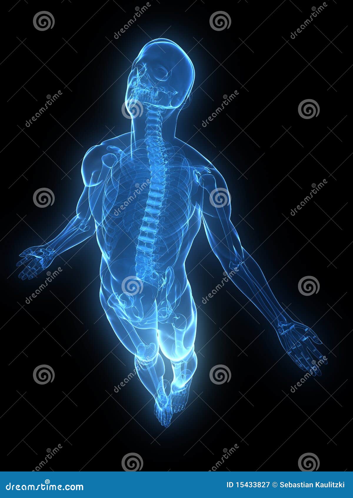 Male body rise stock illustration. Illustration of spine - 15433827