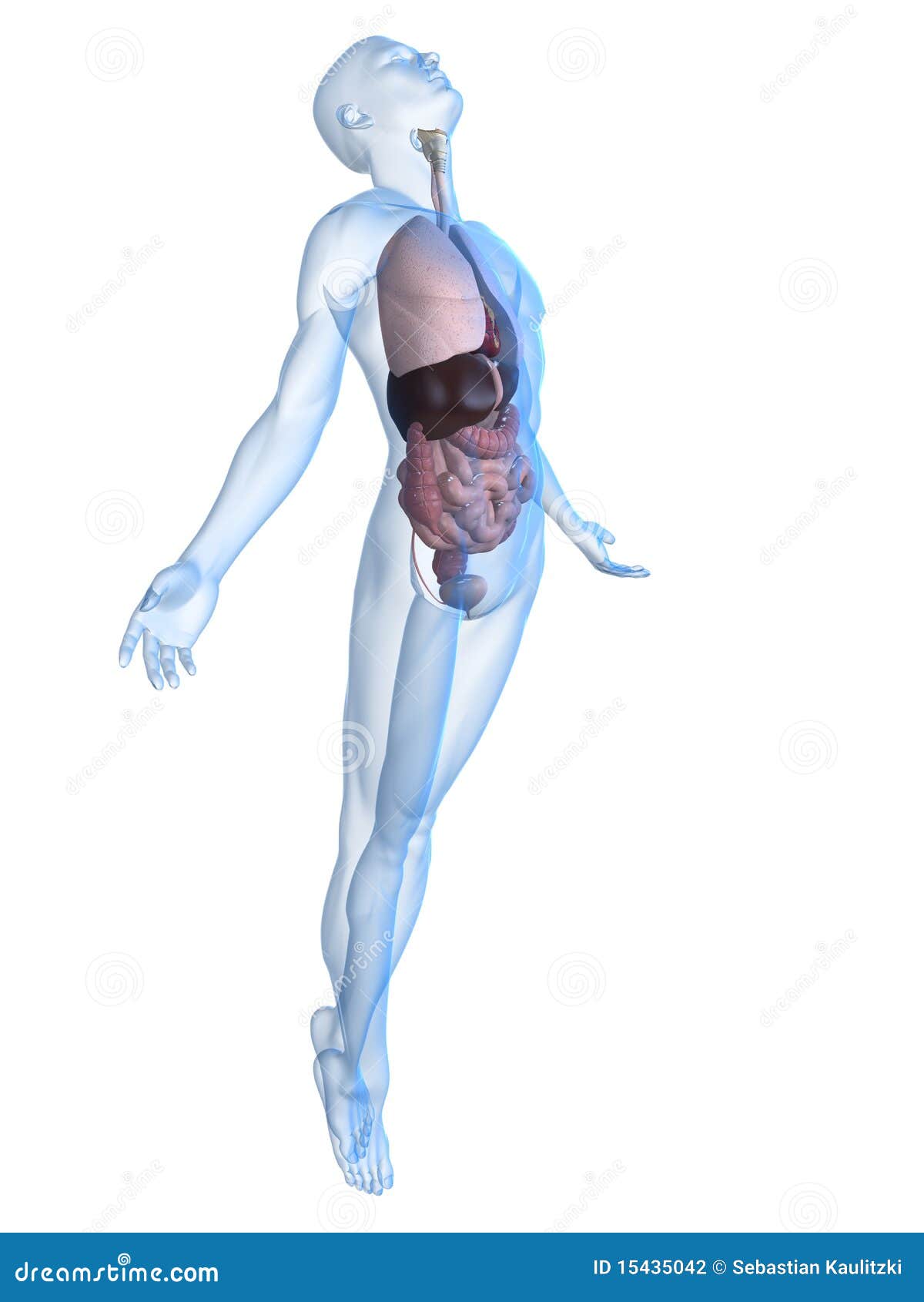 Male body rising stock illustration. Illustration of rise - 15435042