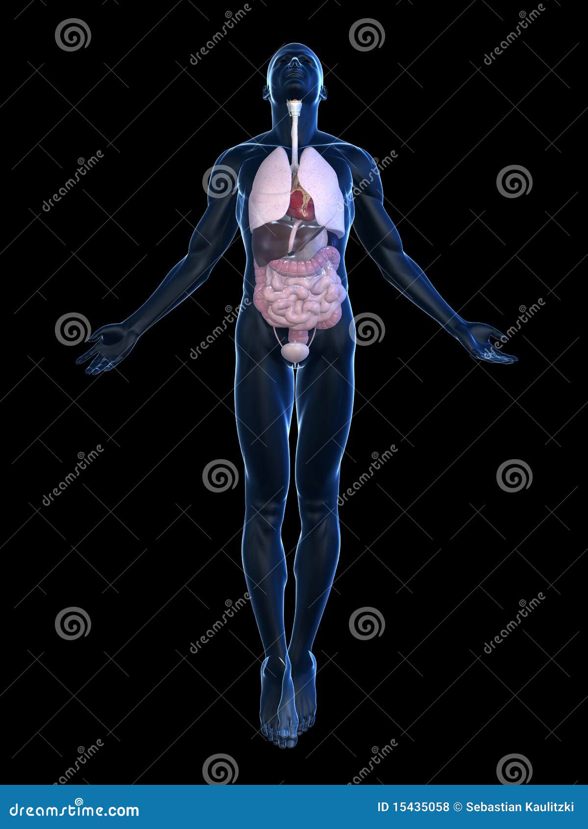 Male body rising stock illustration. Illustration of body - 15435058