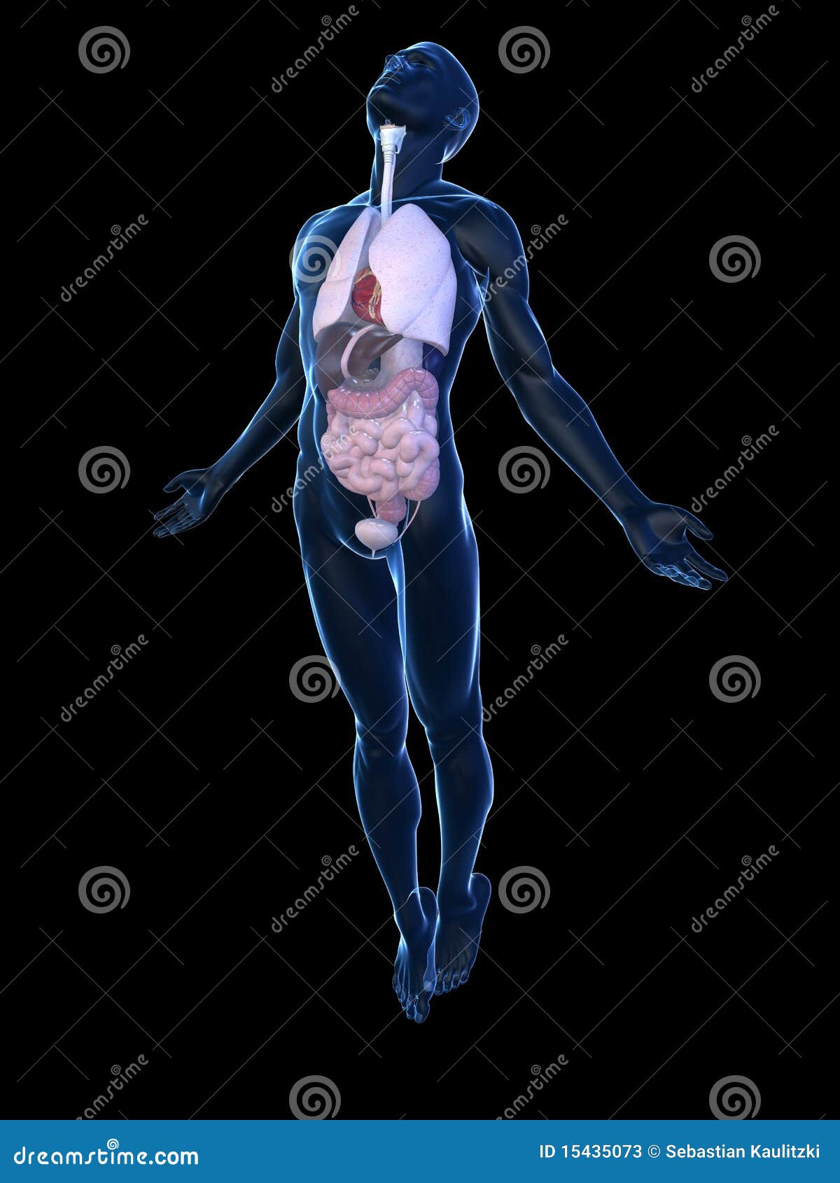 Male body rising stock illustration. Illustration of liver - 15435073