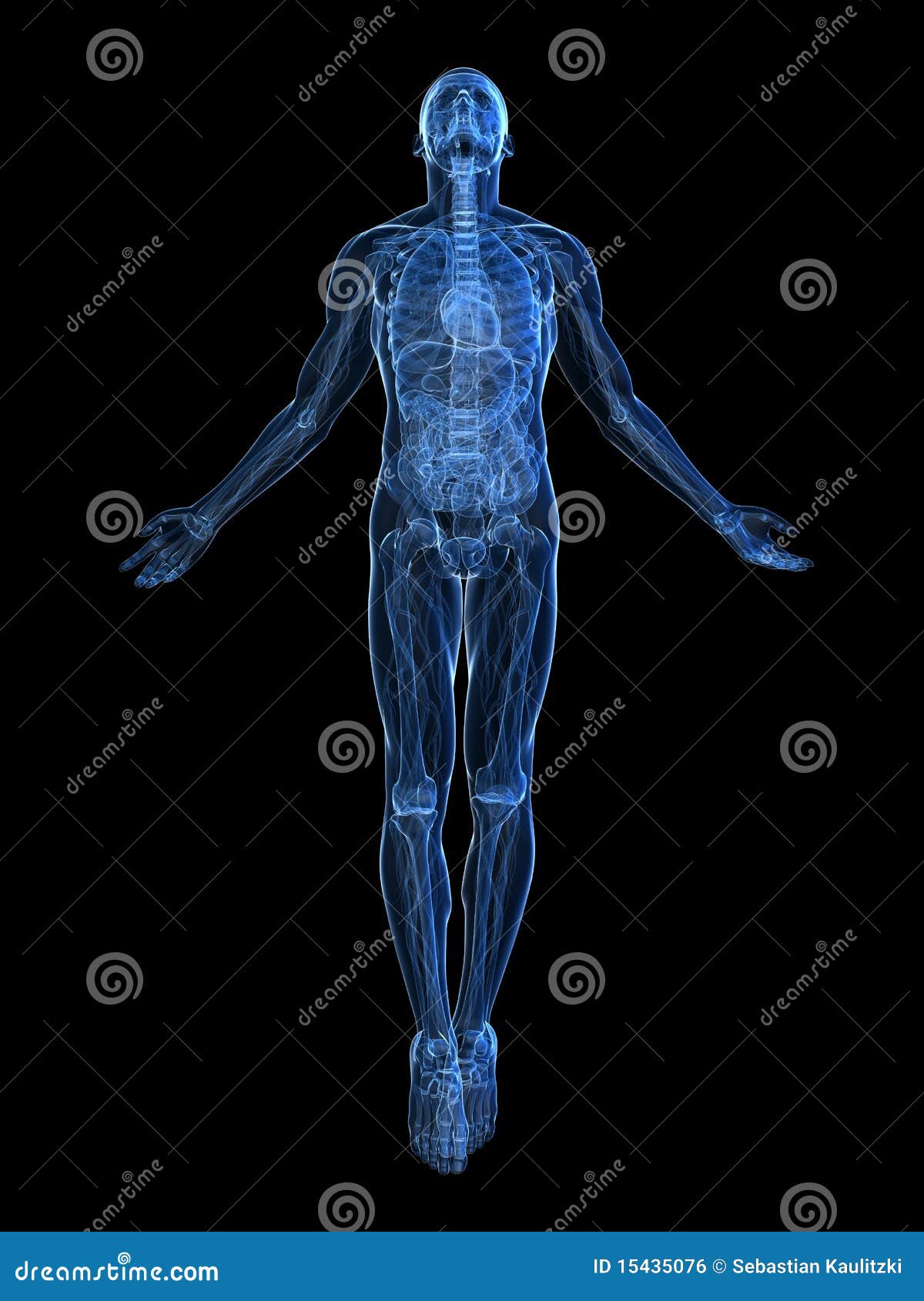 Male body rising stock illustration. Illustration of spleen - 15435076