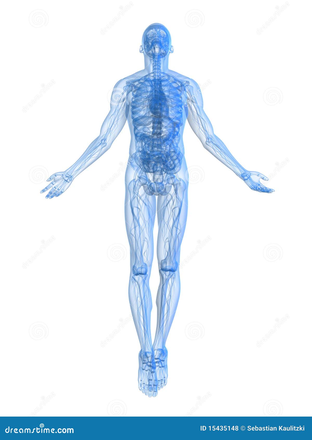 Male body rising stock illustration. Illustration of liver - 15435148