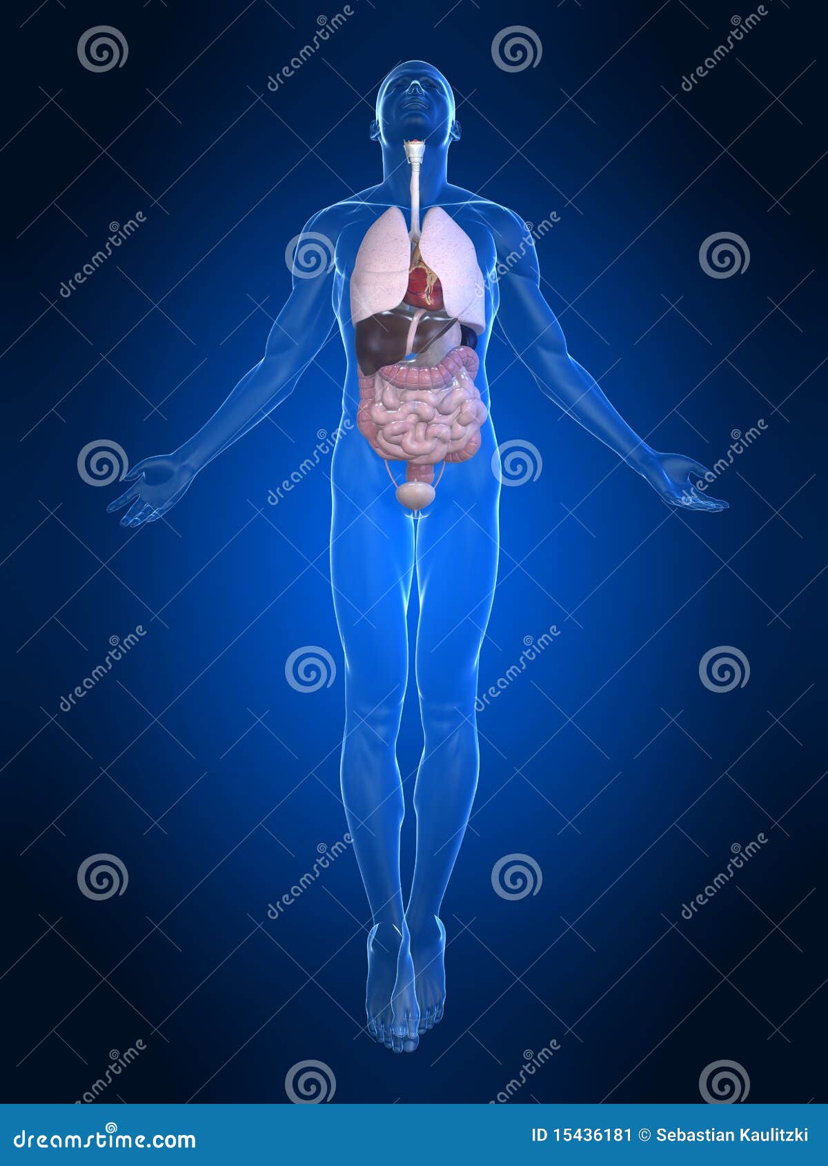 Male body rising stock illustration. Illustration of intestine - 15436181