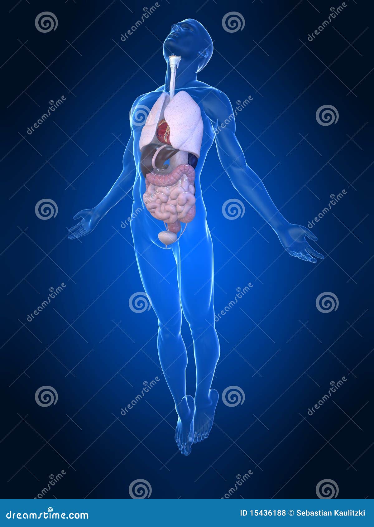 Male body rising stock illustration. Illustration of science - 15436188