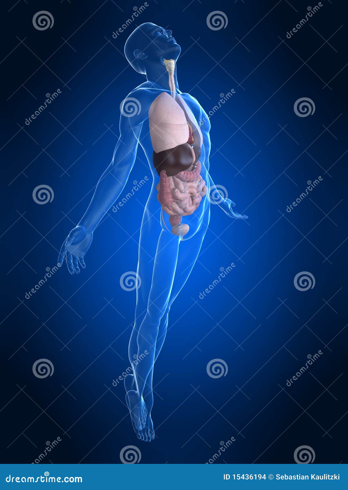 Male body rising stock illustration. Illustration of biology - 15436194