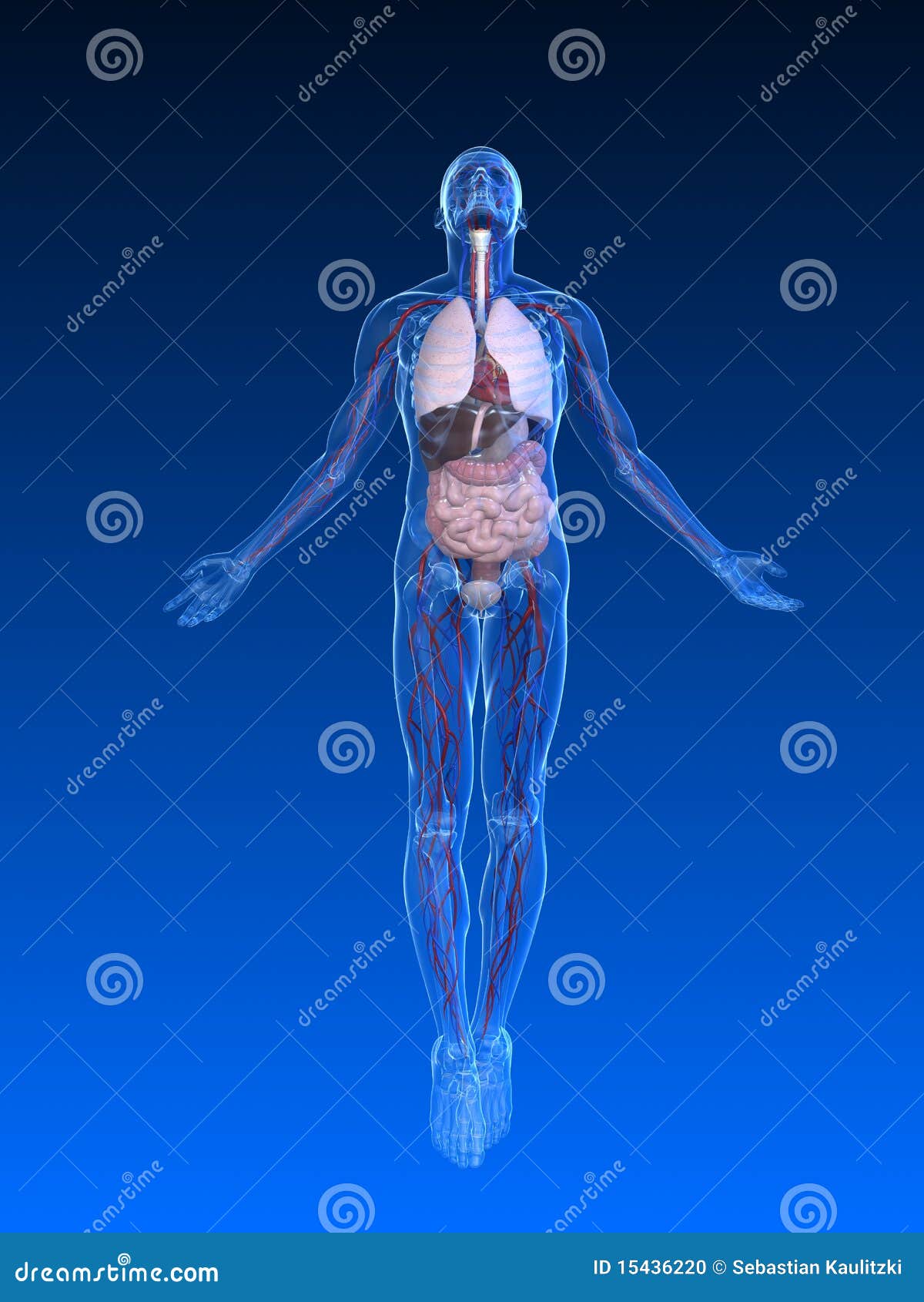 Male body rising stock illustration. Illustration of stomach - 15436220
