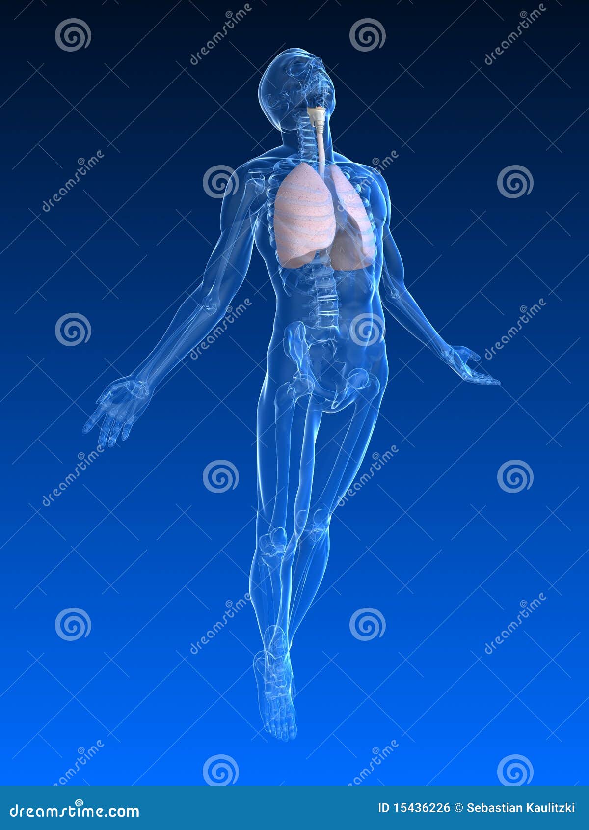 Male body rising stock illustration. Illustration of stomach - 15436226