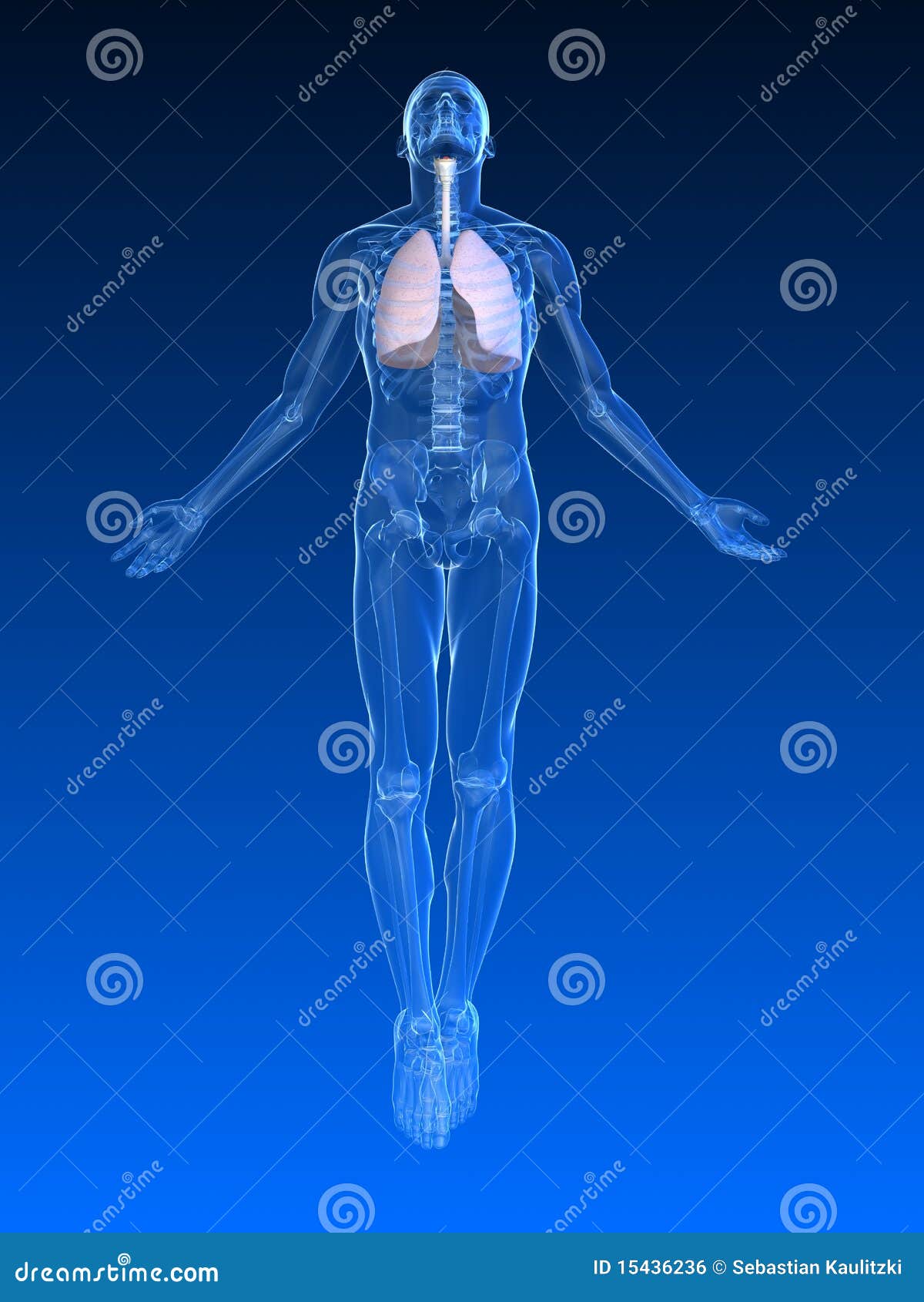 Male body rising stock illustration. Illustration of biology - 15436236