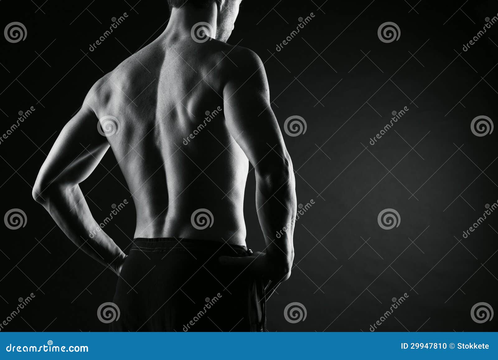 Male bodybuilder model stock photo. Image of beauty, caucasian - 29947810
