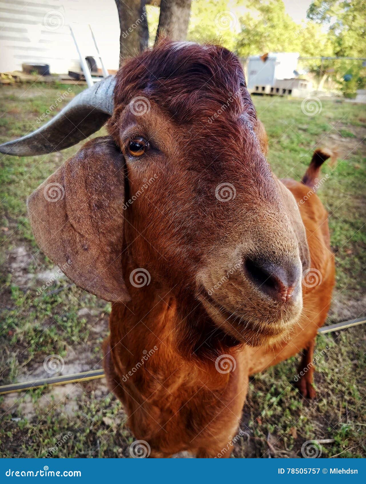 Male boer goat stock image. Image of billy, boer, country - 78505757