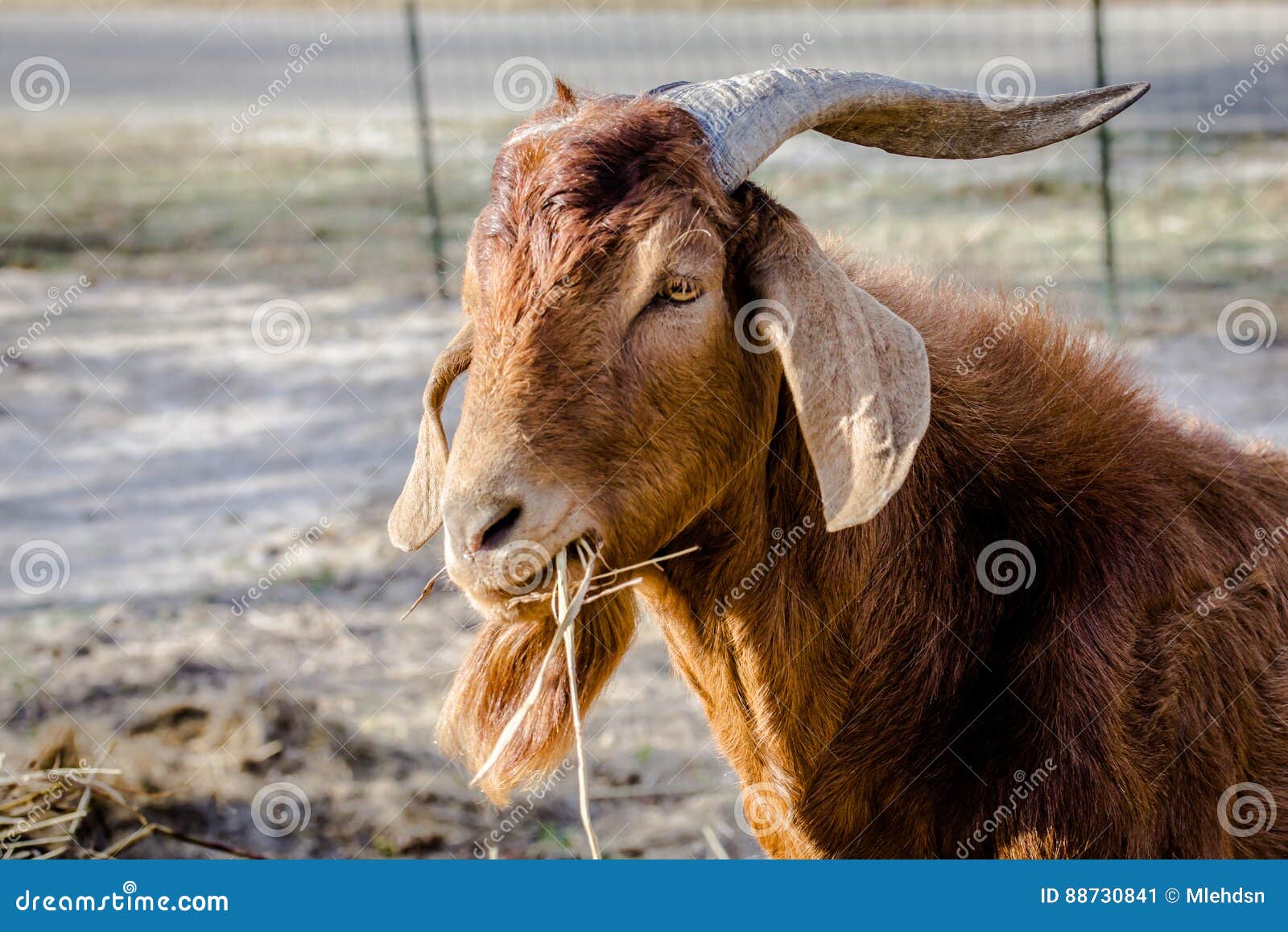 Male boer goat stock image. Image of male, goat, boer - 88730841