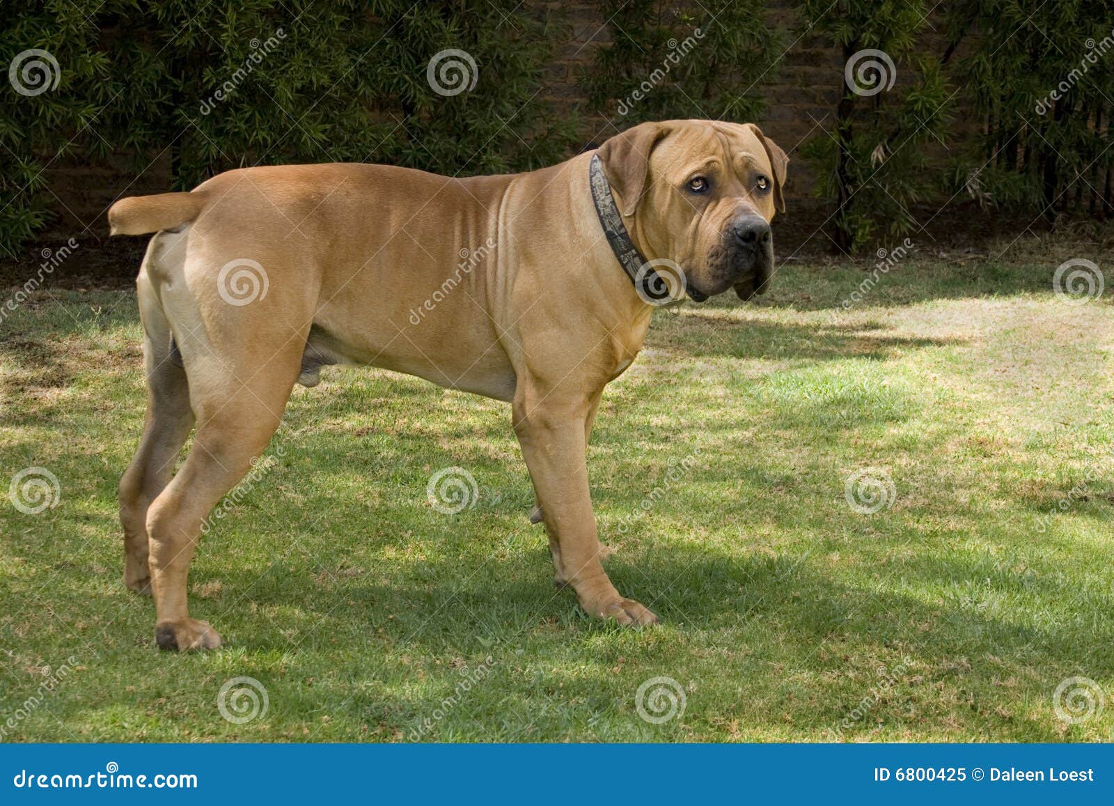 Male boerboel standing stock image. Image of view, canine - 6800425