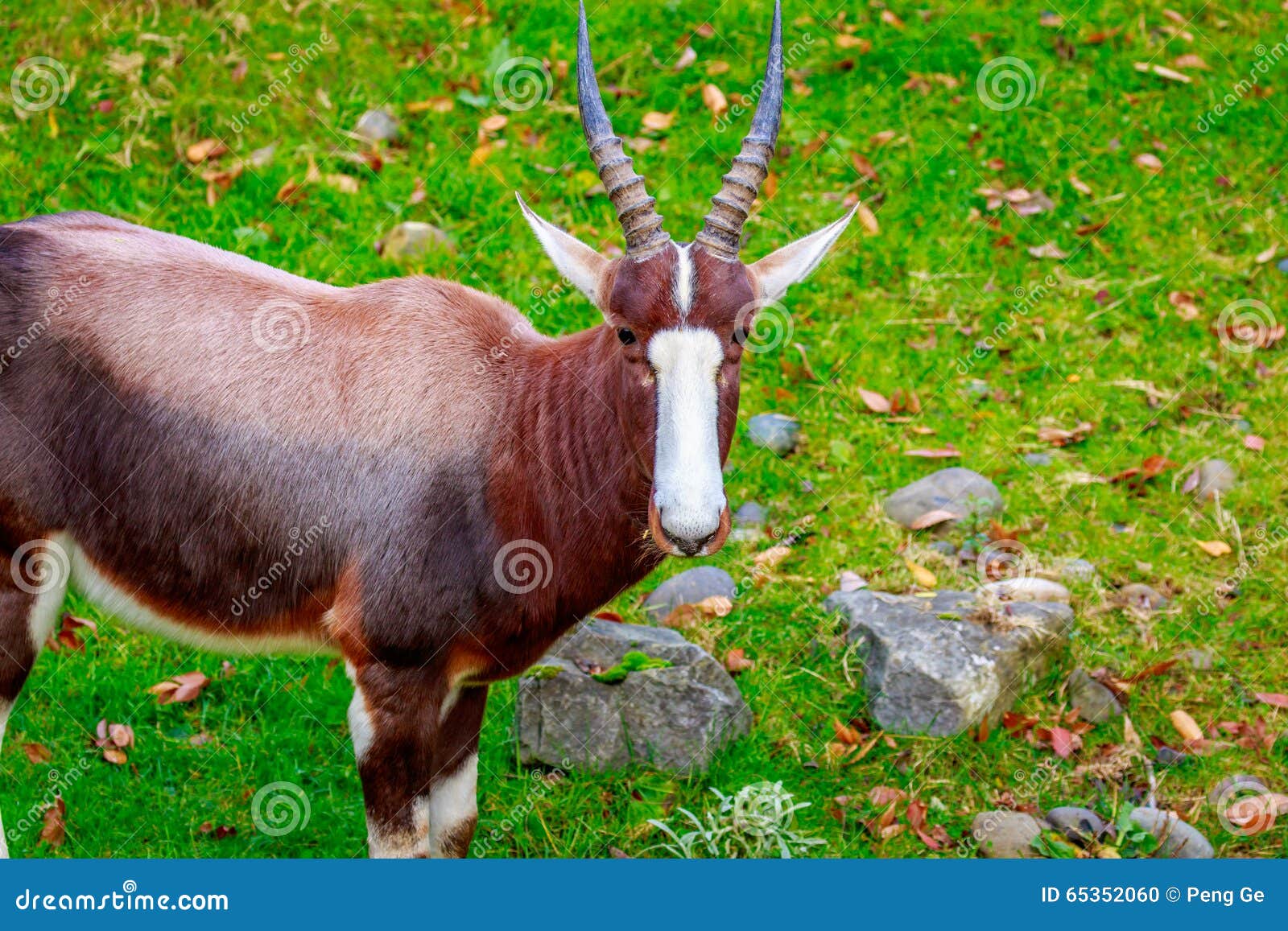 Male Bontebok Antelope stock photo. Image of bontebok - 65352060