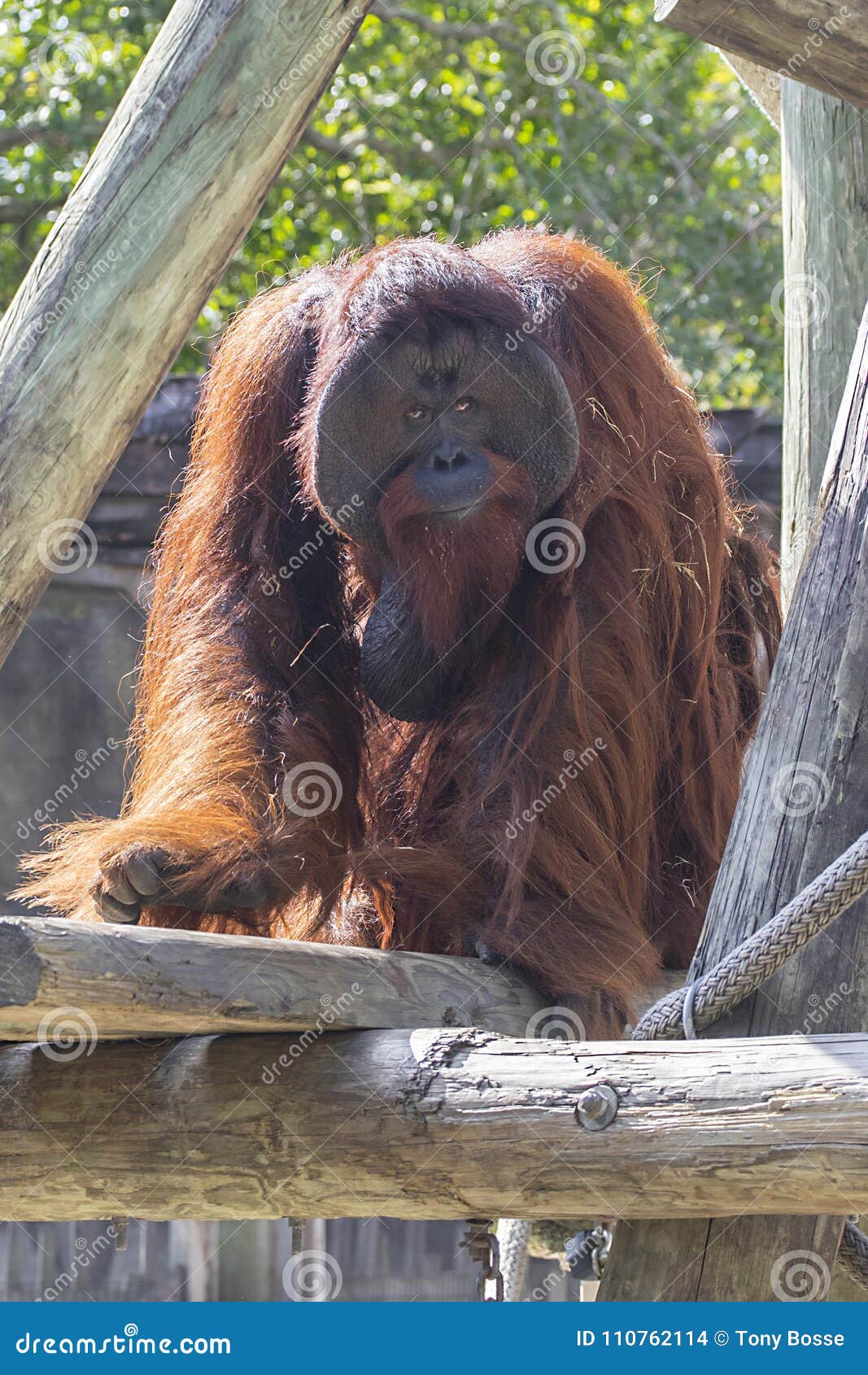 Male Bornean Orangutan stock photo. Image of face, animal - 110762114