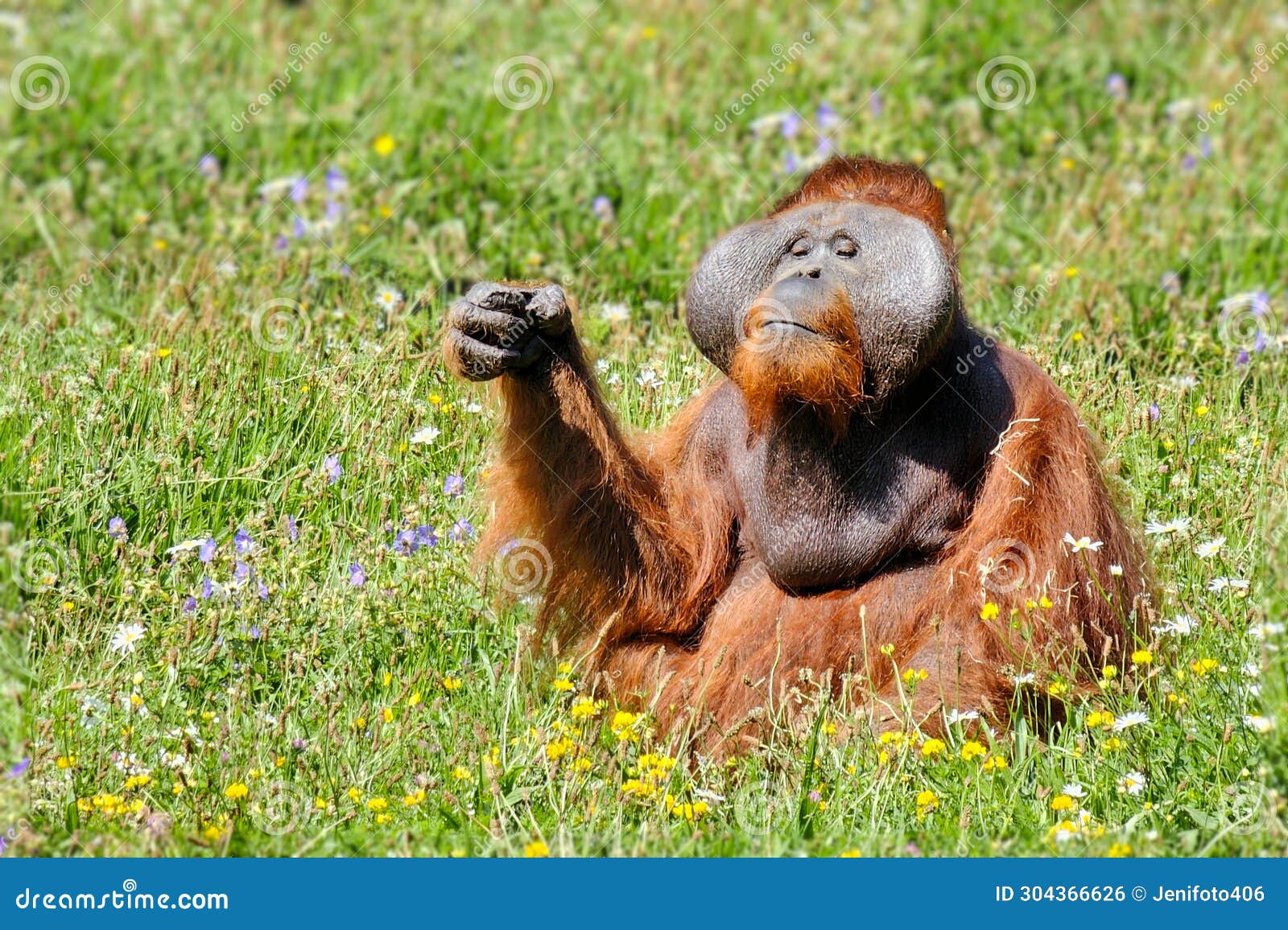 Male Bornean Orangutan stock photo. Image of bornean - 304366626