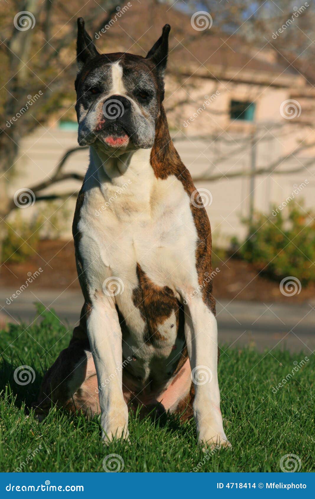 Male Boxer Dog stock photo. Image of blue, guarding, park - 4718414