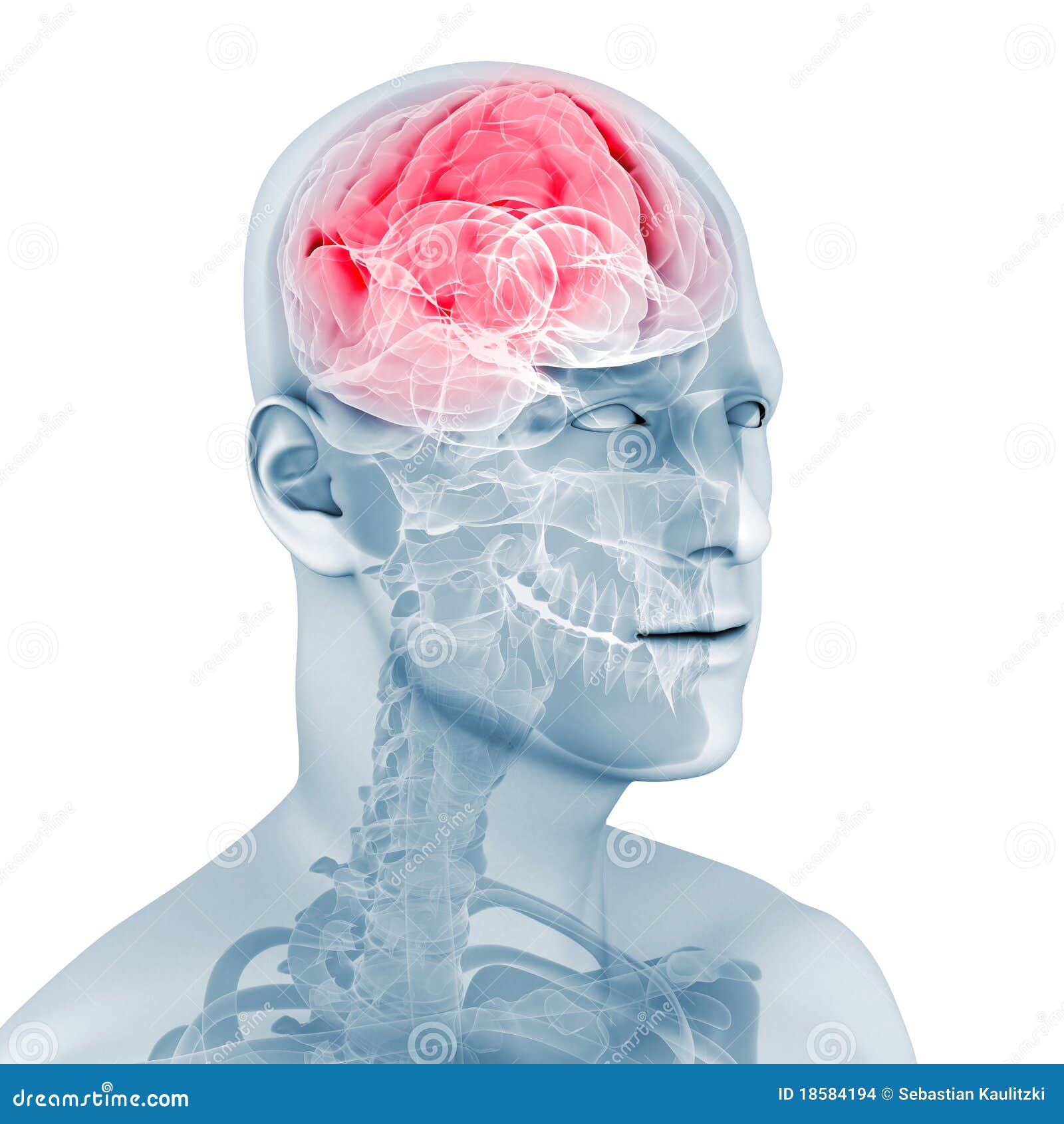 Male brain stock illustration. Illustration of health - 18584194