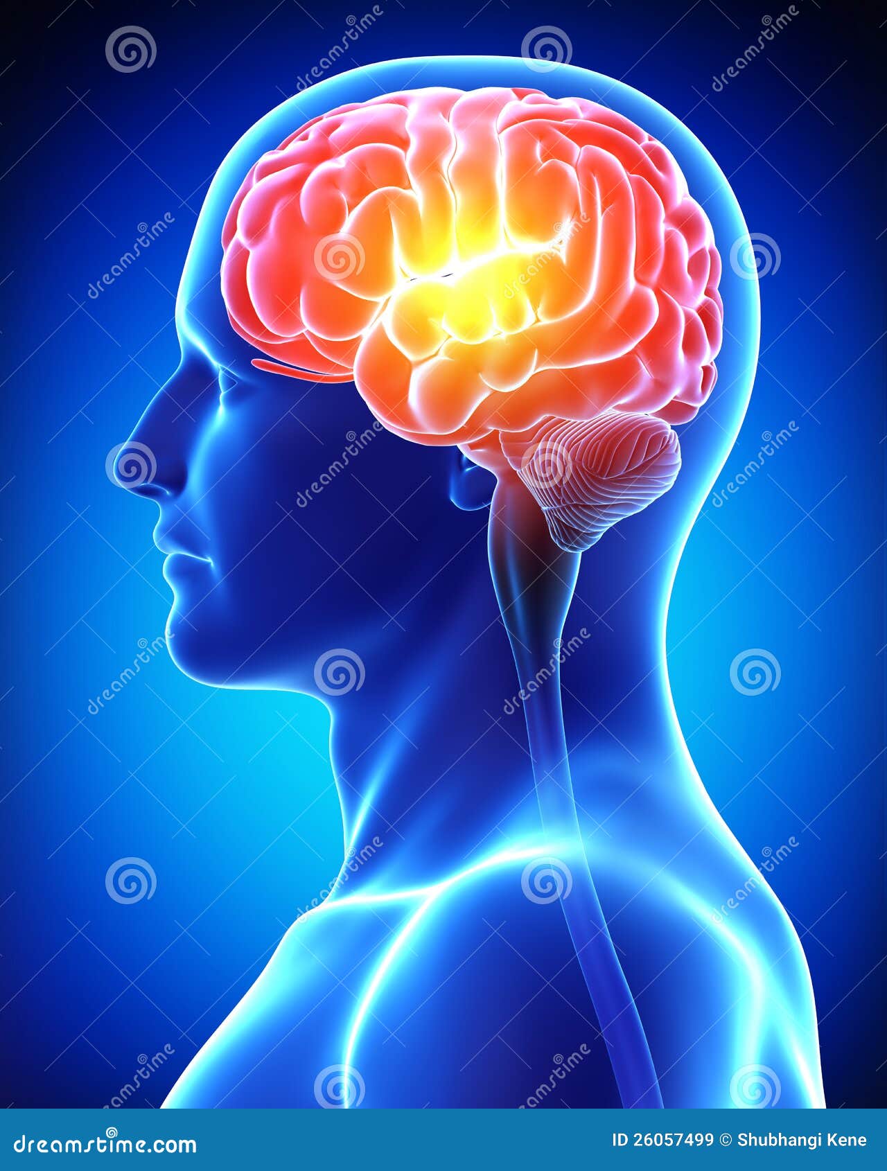 Male brain in blue x-ray stock illustration. Illustration of head ...