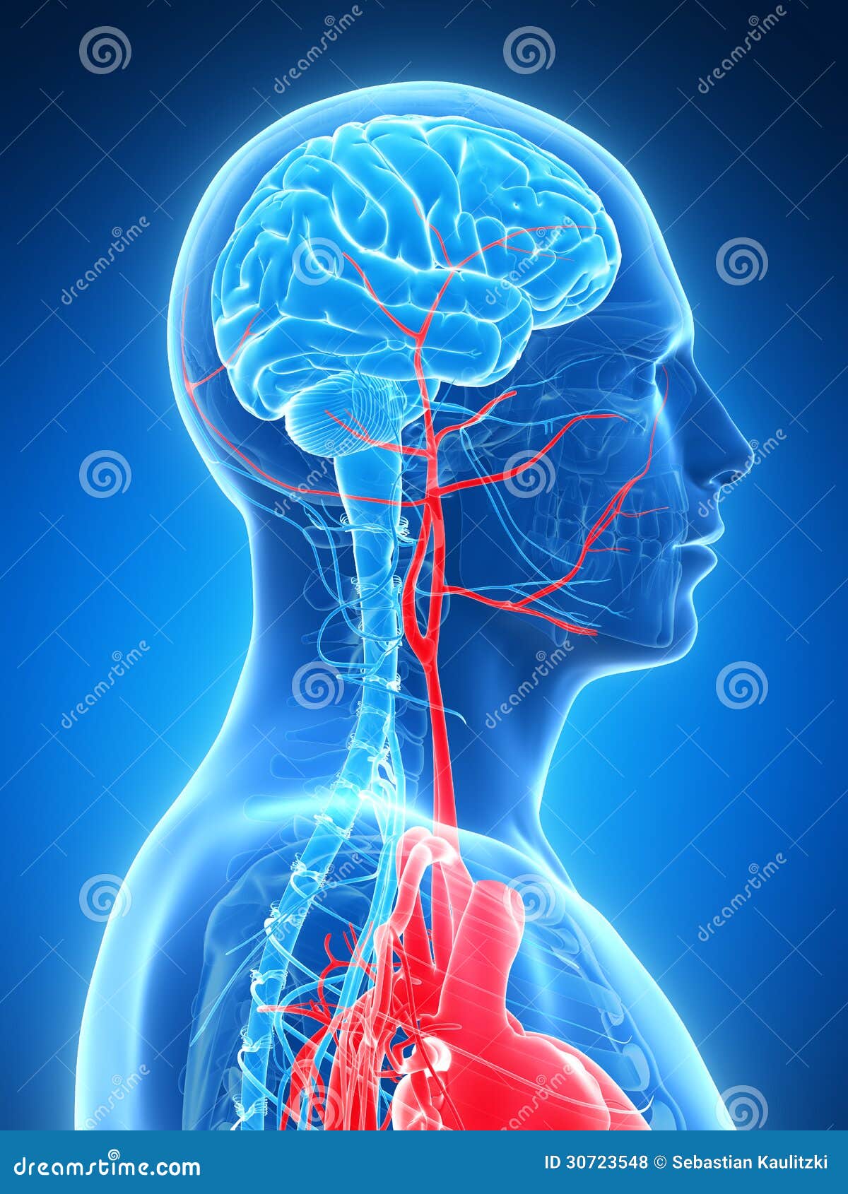 Male Brain Stock Illustrations – 23,138 Male Brain Stock Illustrations ...