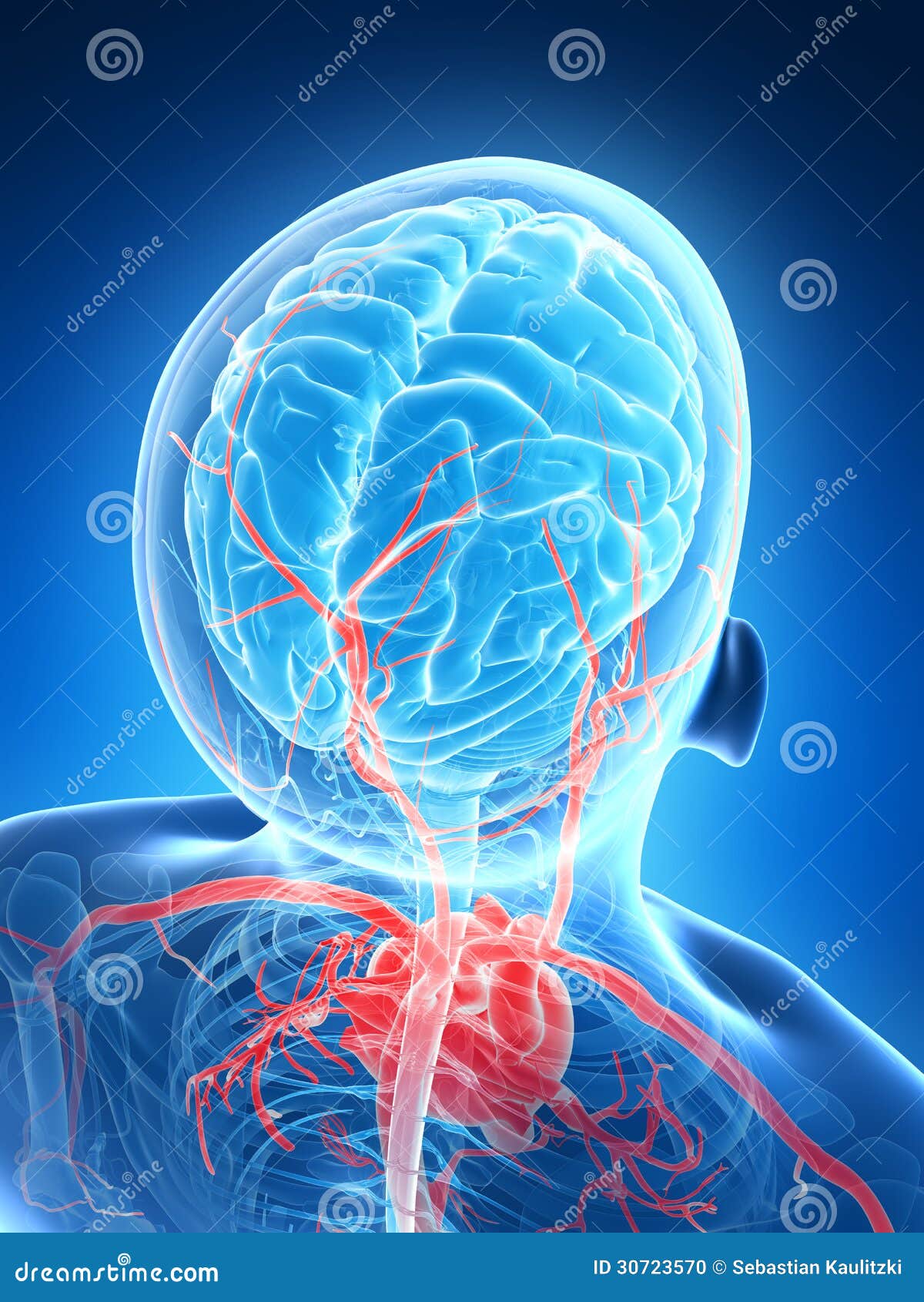 Male brain stock illustration. Illustration of head, medical - 30723570
