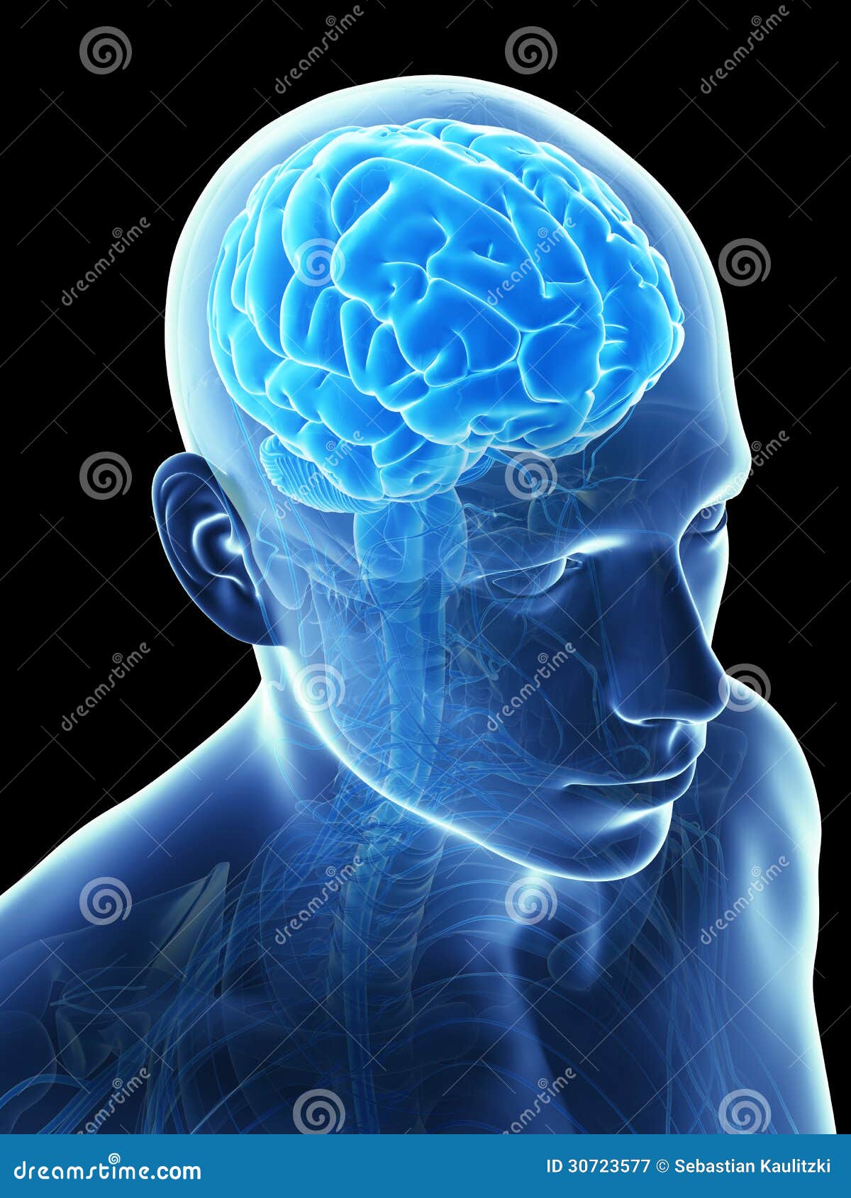 Male brain stock illustration. Illustration of anatomy - 30723577