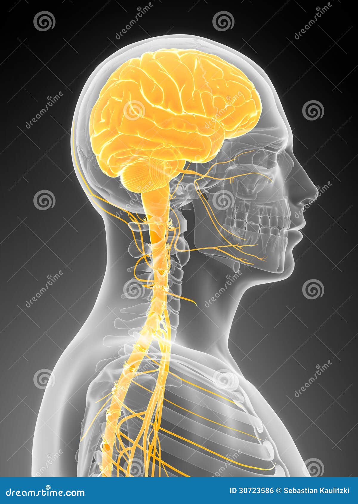 Male brain stock illustration. Illustration of brainpan - 30723586