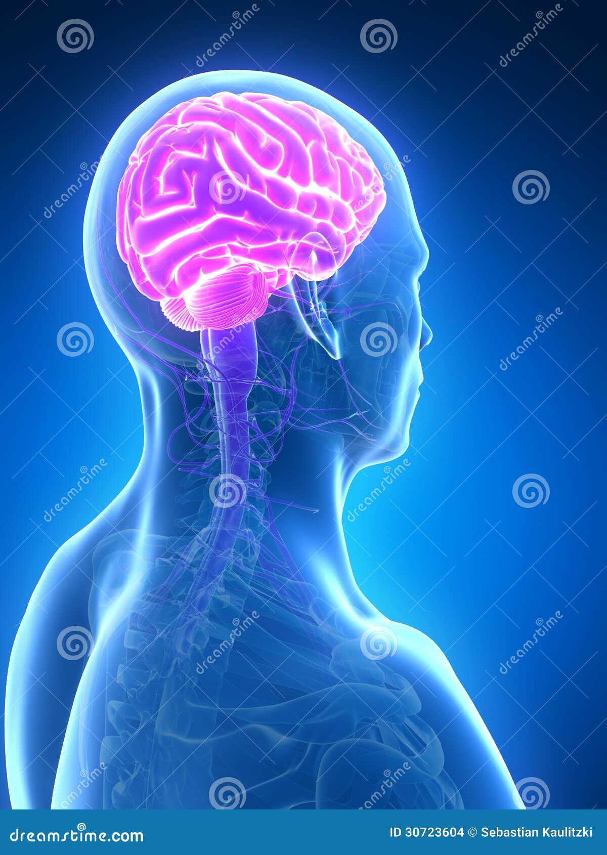 Male brain stock illustration. Illustration of scan, anatomical - 30723604