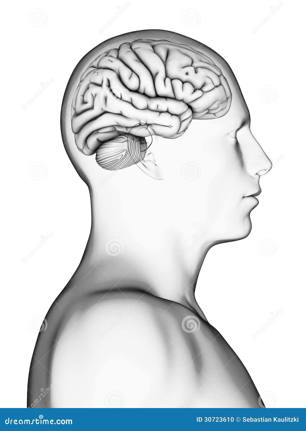 Male brain stock illustration. Illustration of abdominal - 30723610