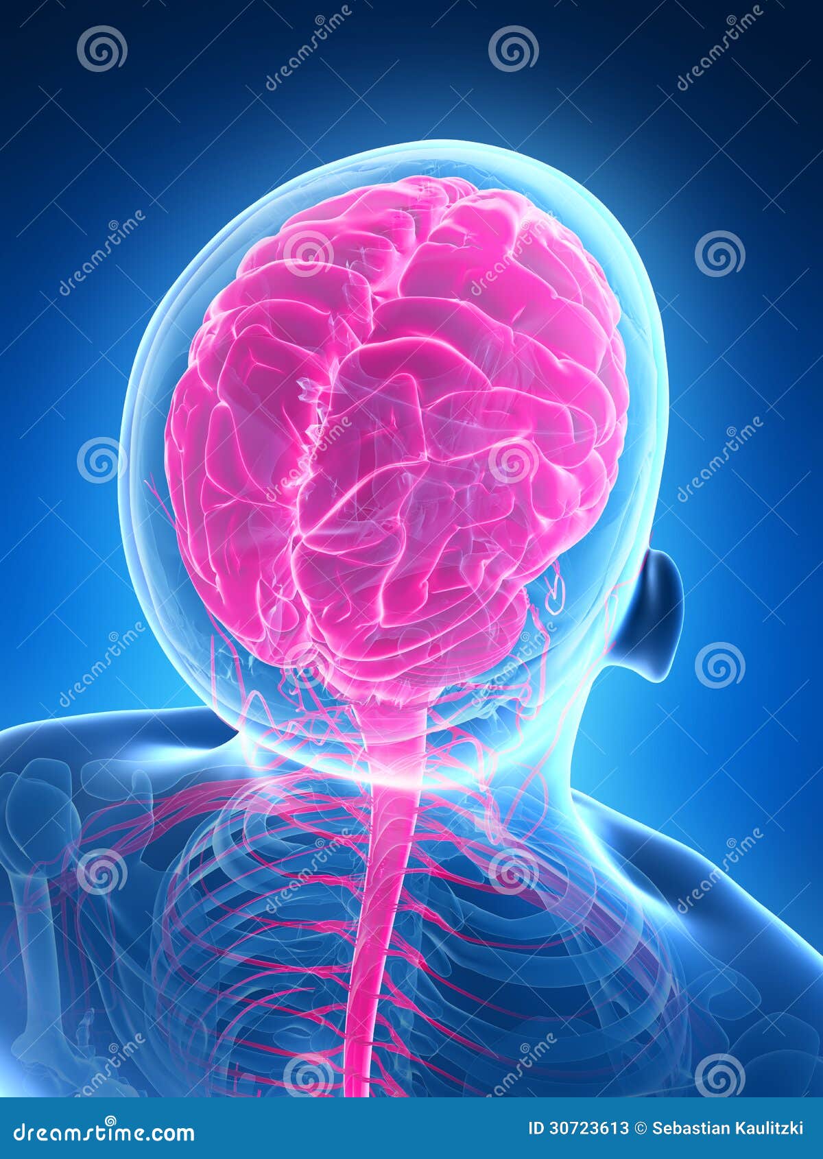 Male brain stock illustration. Illustration of patient - 30723613