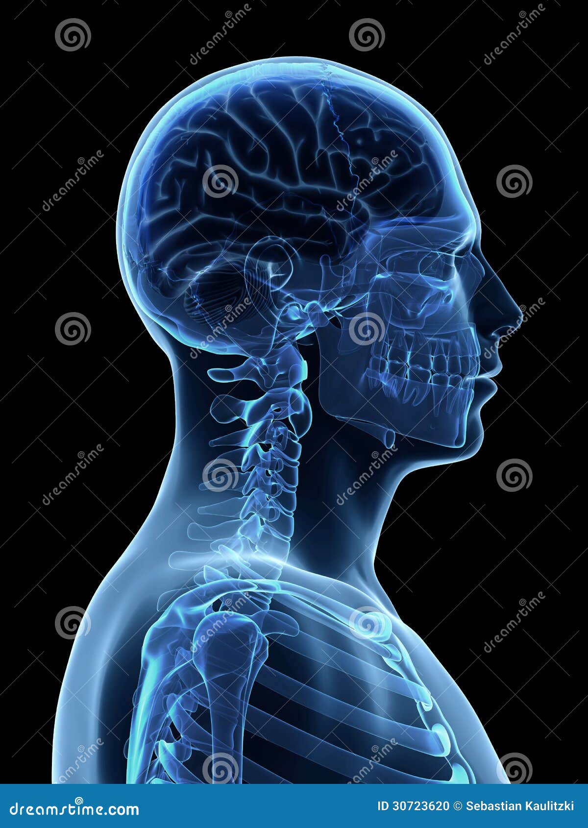 Male brain stock illustration. Illustration of body, medical - 30723620