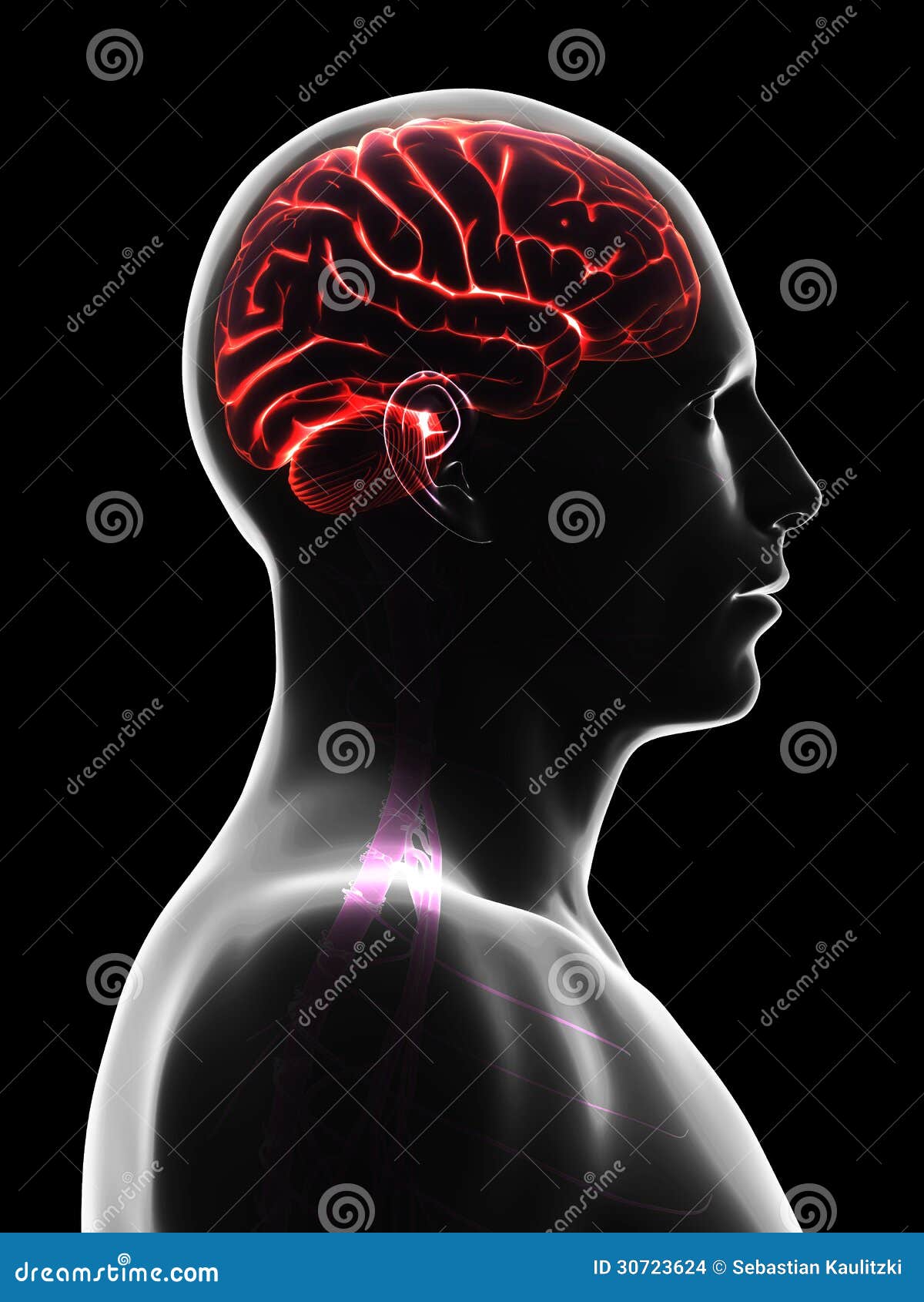 Male brain stock illustration. Illustration of abdomen - 30723624