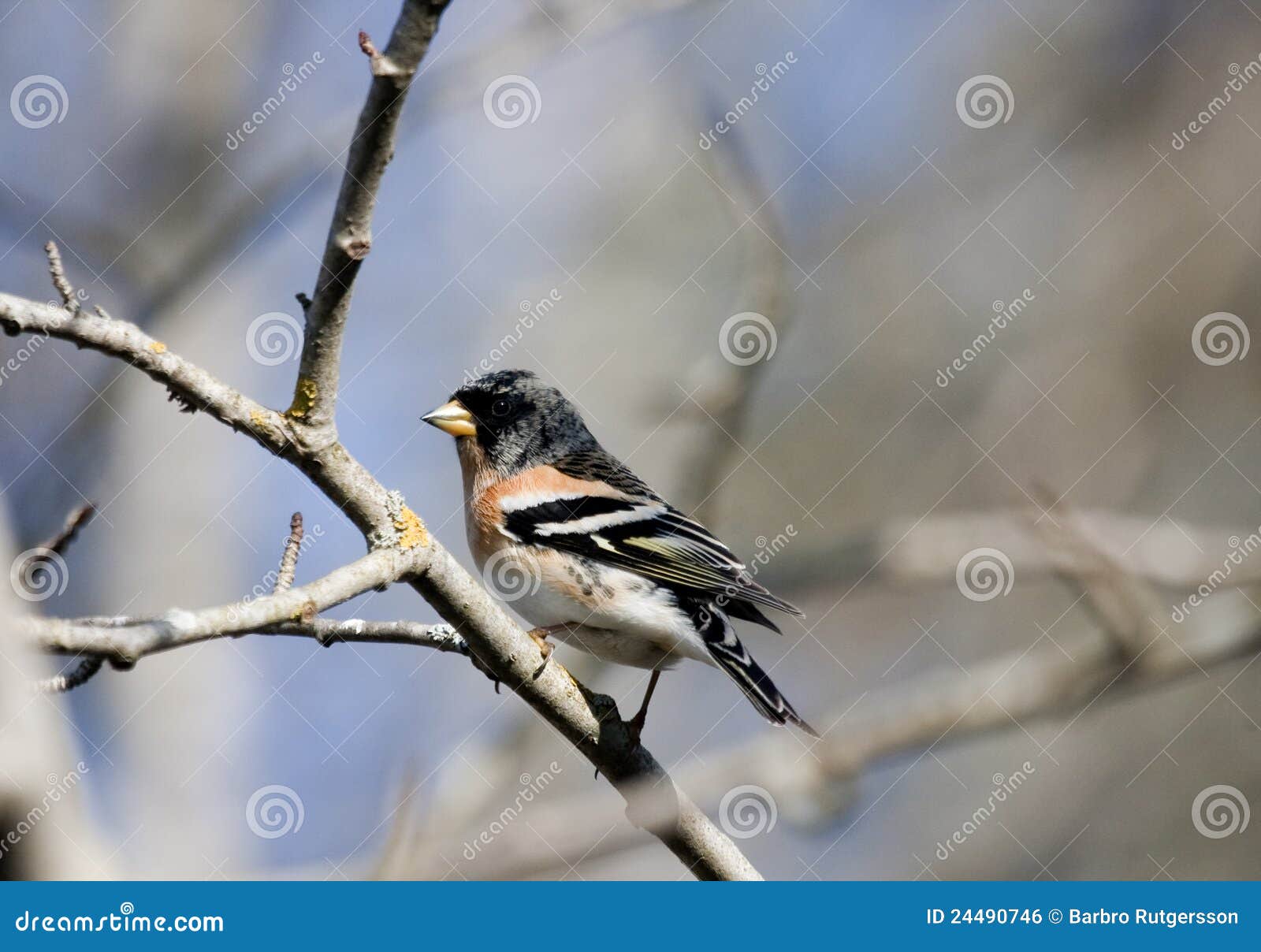 Male brambling stock photo. Image of finch, wildlife - 24490746