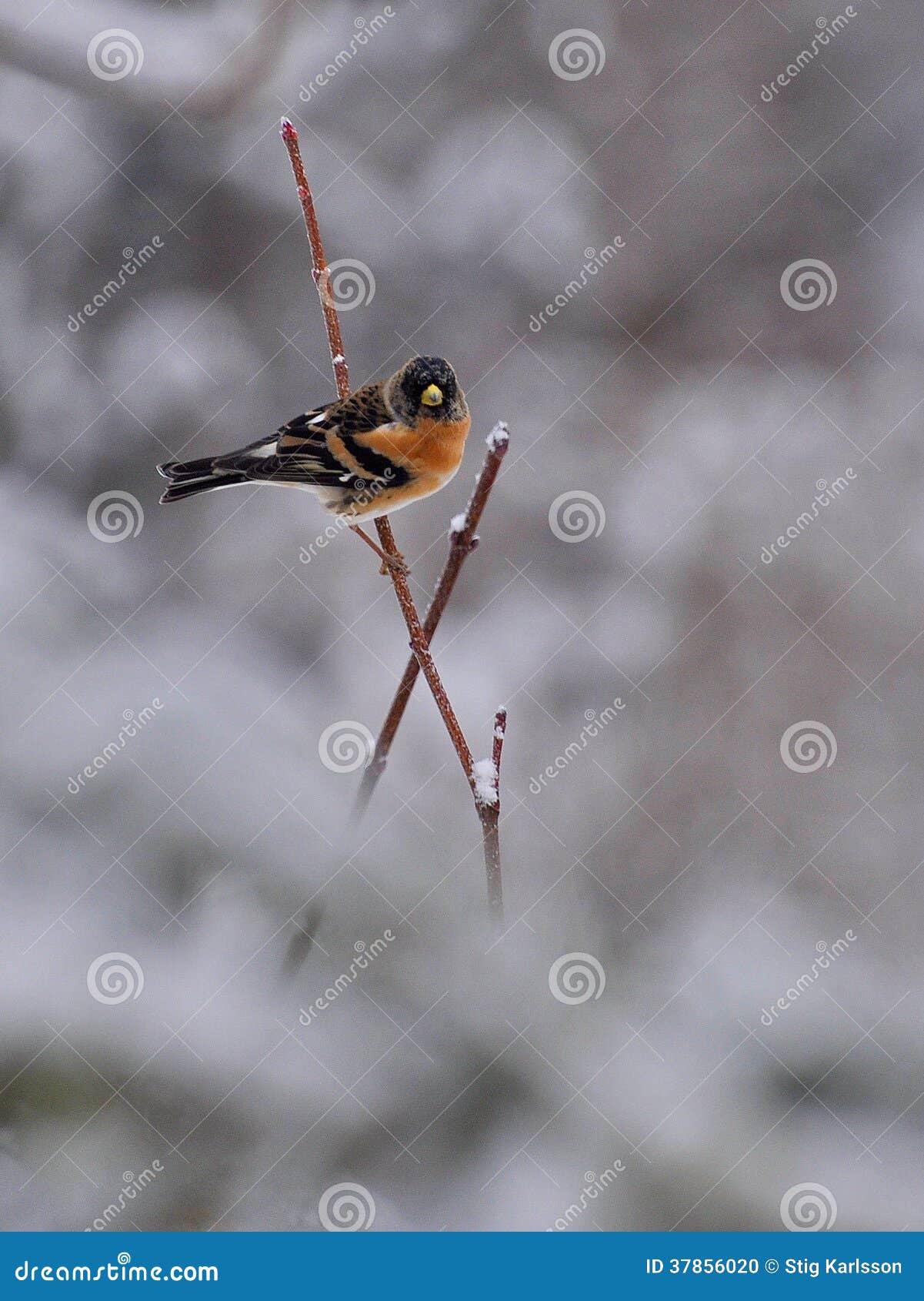 Male Brambling on Winter Land. Stock Photo - Image of animal, finch ...
