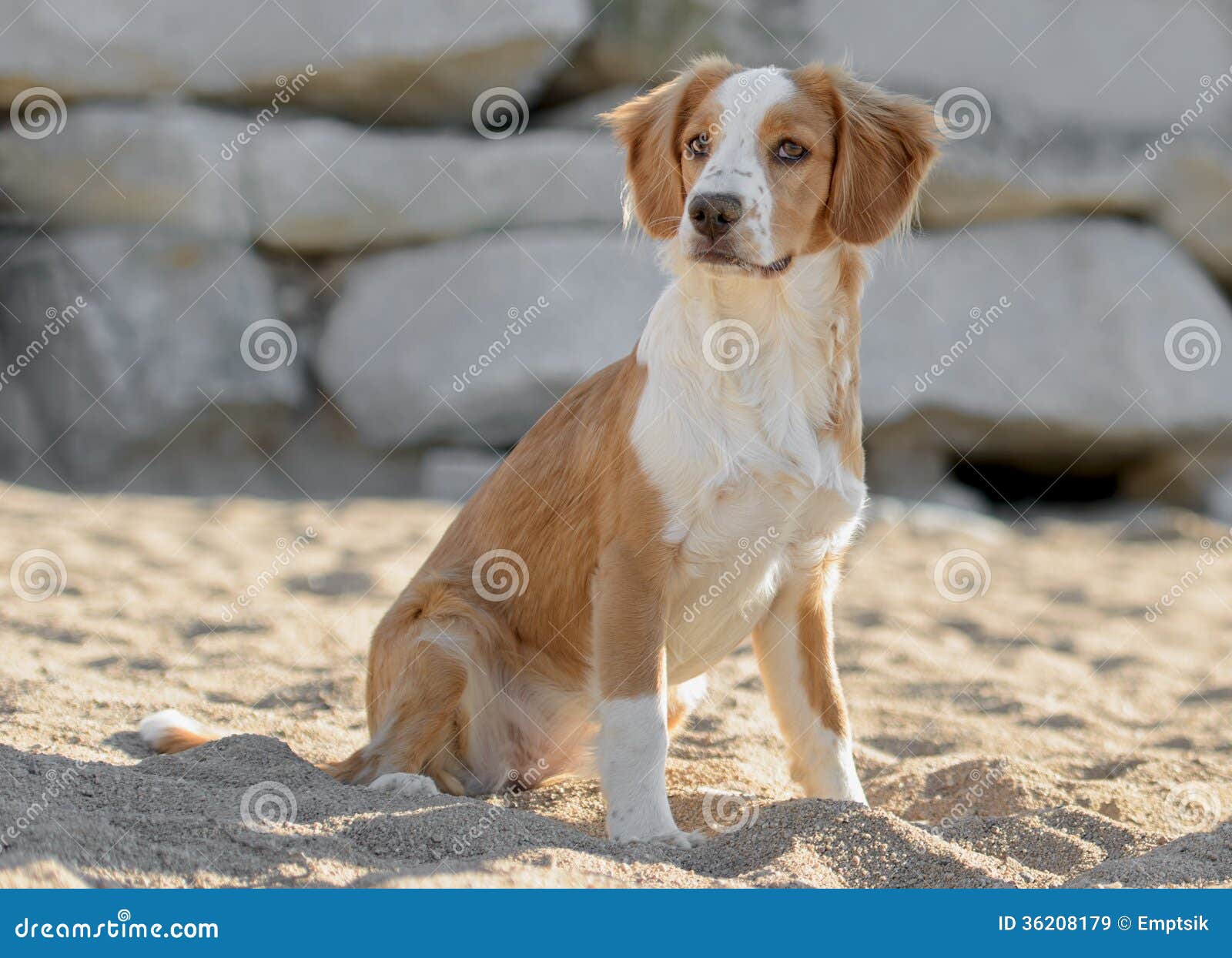 Male Breton Dog stock image. Image of happy, portrait - 36208179