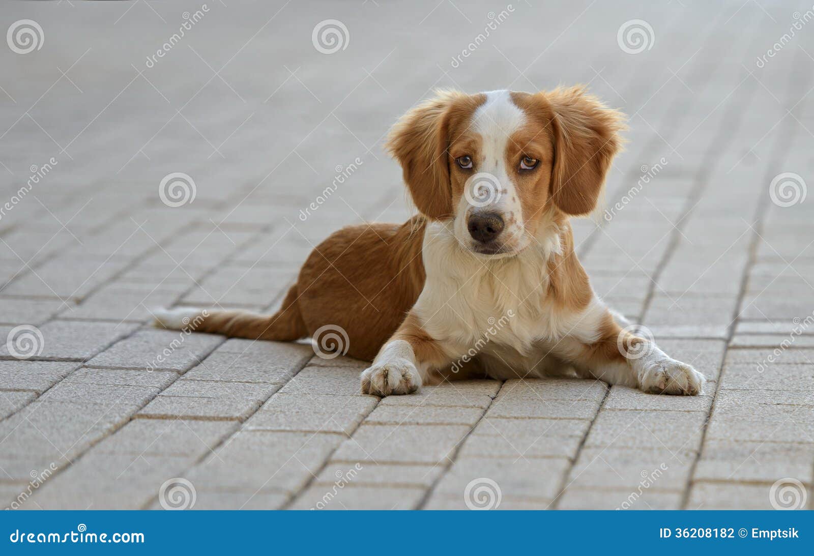 Male Breton Dog stock photo. Image of obedient, playful - 36208182
