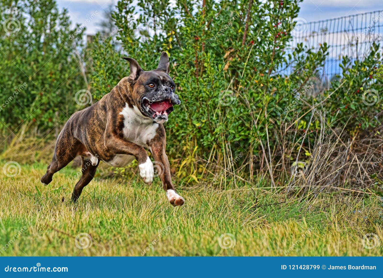 Male Brindle Boxer Leaps in Front of the Camera HDR Stock Image - Image ...
