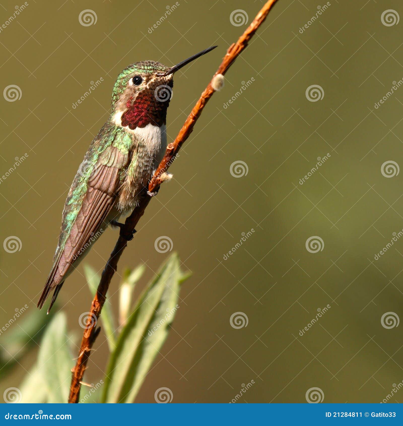 Male Broad-billed Hummingbird Stock Image - Image of meadow, wildlife ...